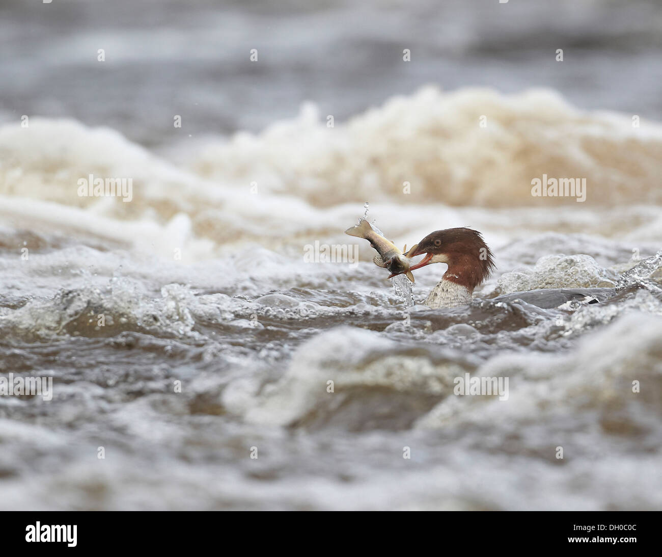 Trout white water hi-res stock photography and images - Alamy