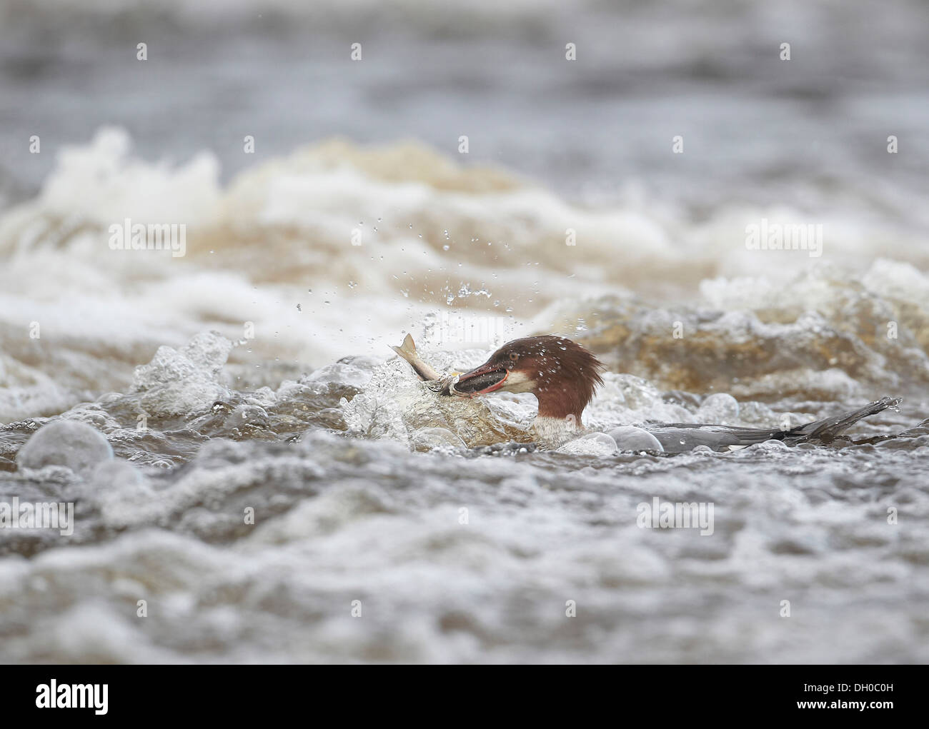 Goosander, Mergus merganser, catching and eating fish, in this case a ...