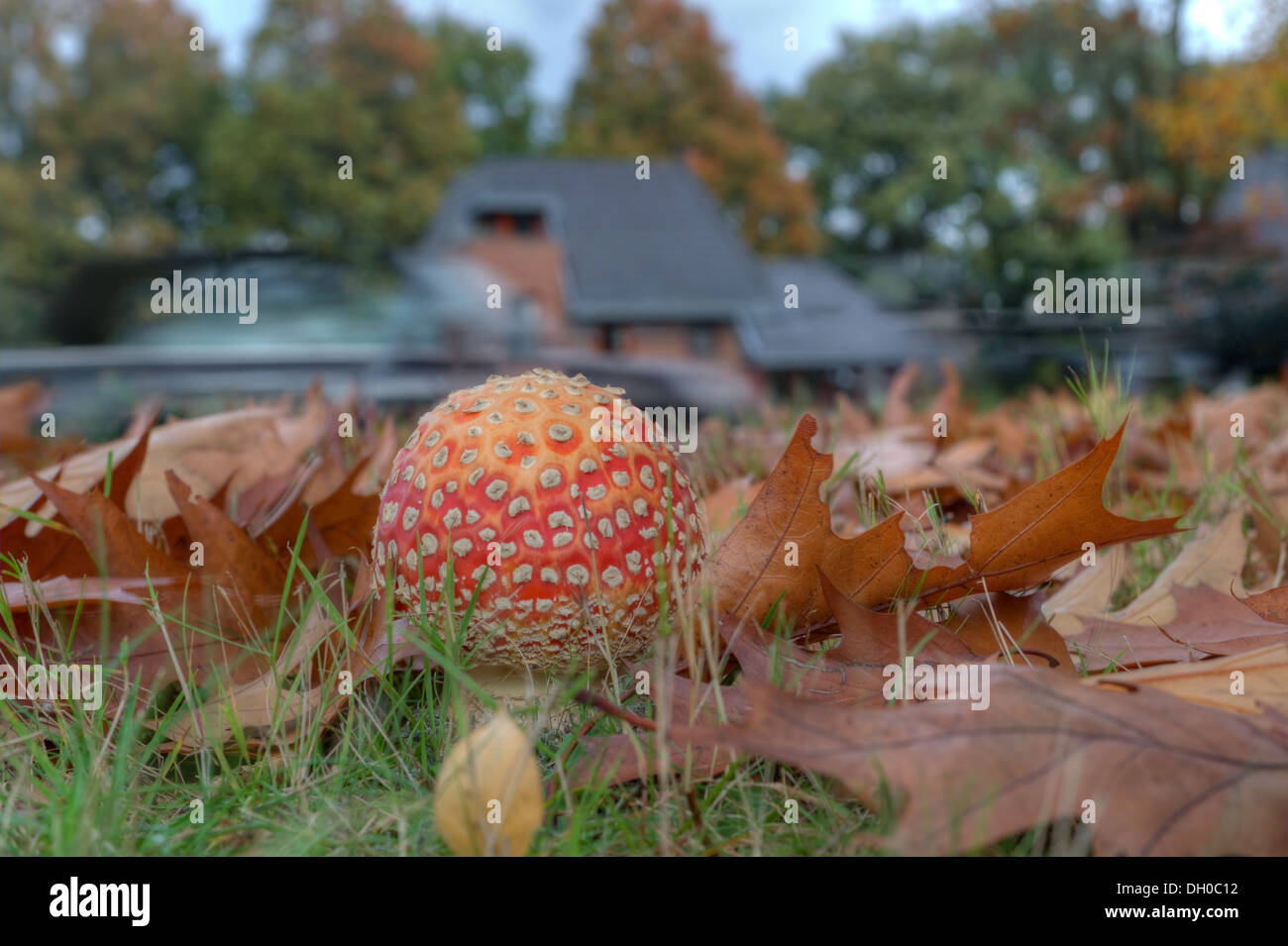Red sulfur head, Netherlands Stock Photo - Alamy