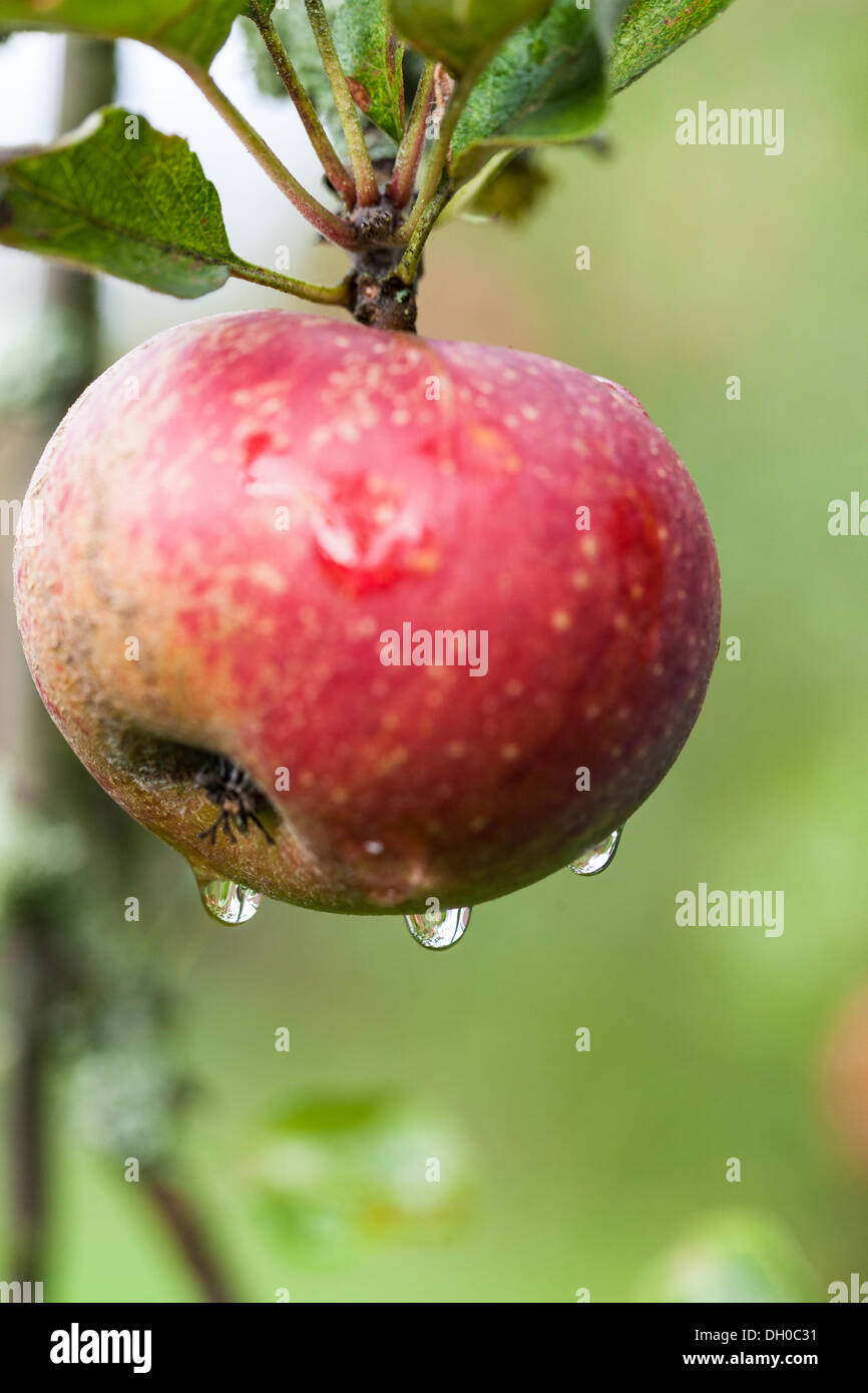 Cox apple hi-res stock photography and images - Alamy