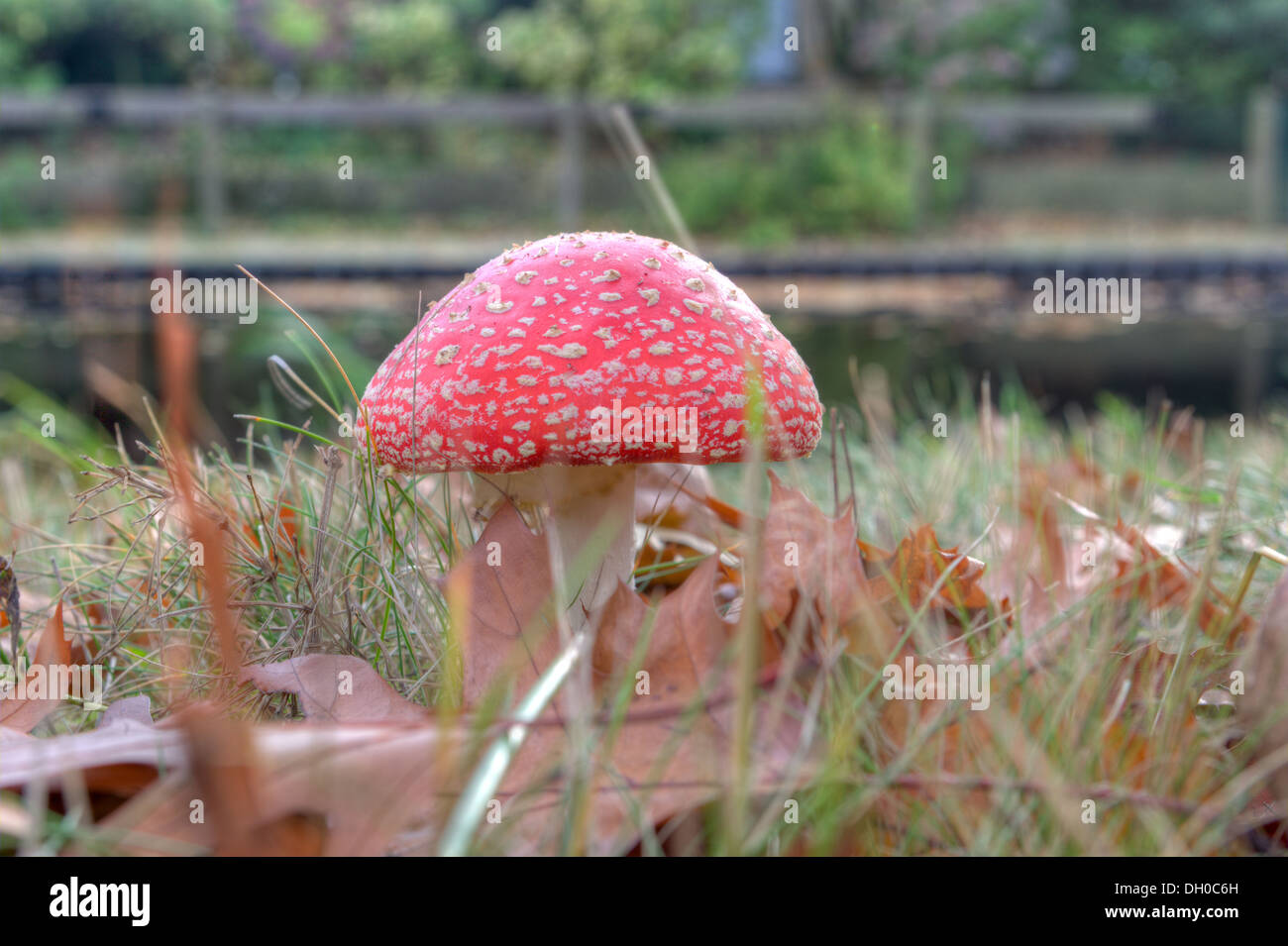 Red sulfur head on the Veluwe, Netherlands Stock Photo - Alamy