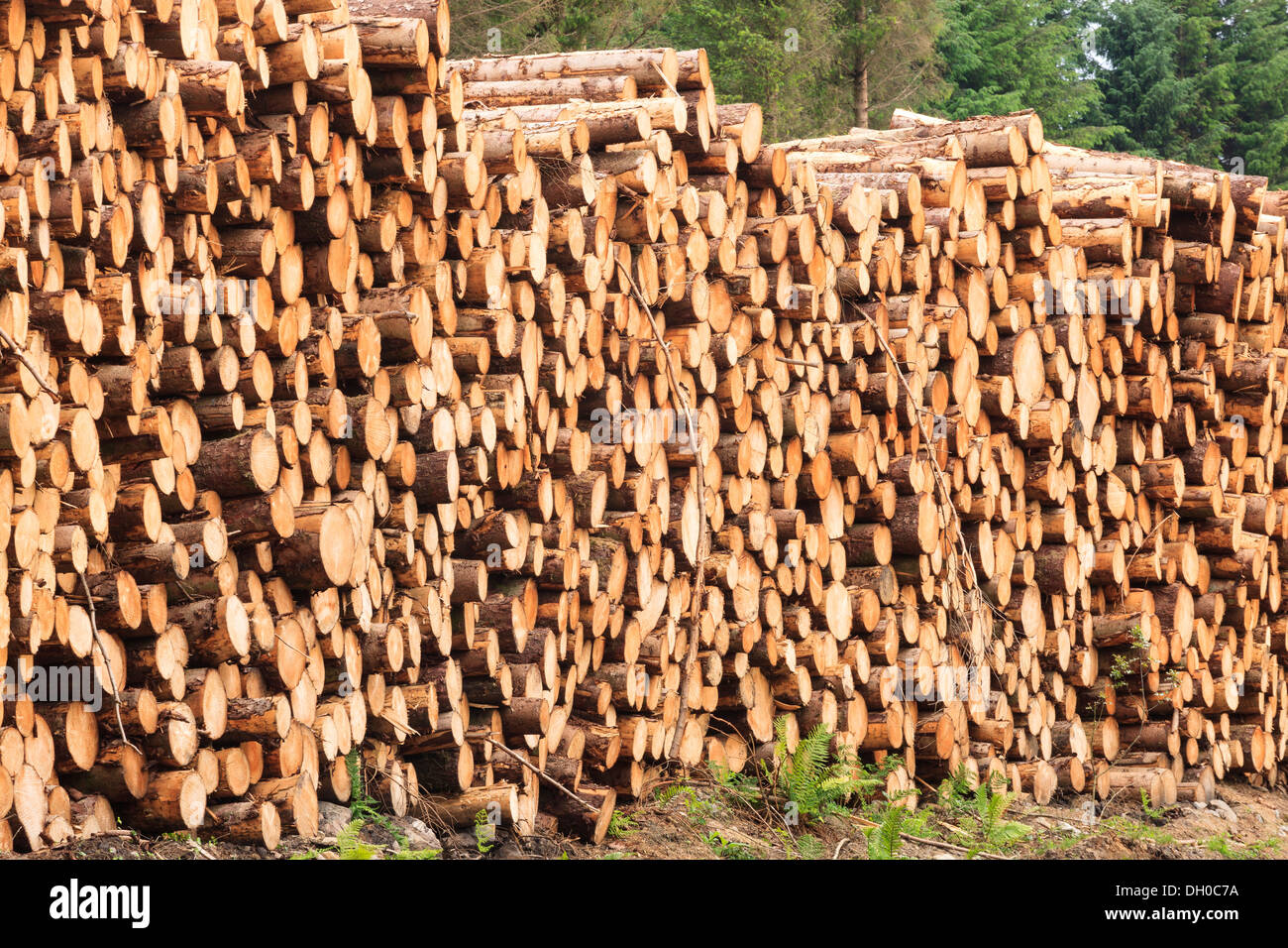 Timber stack Timber Harvesting Pembrokeshire Wales Stock Photo - Alamy