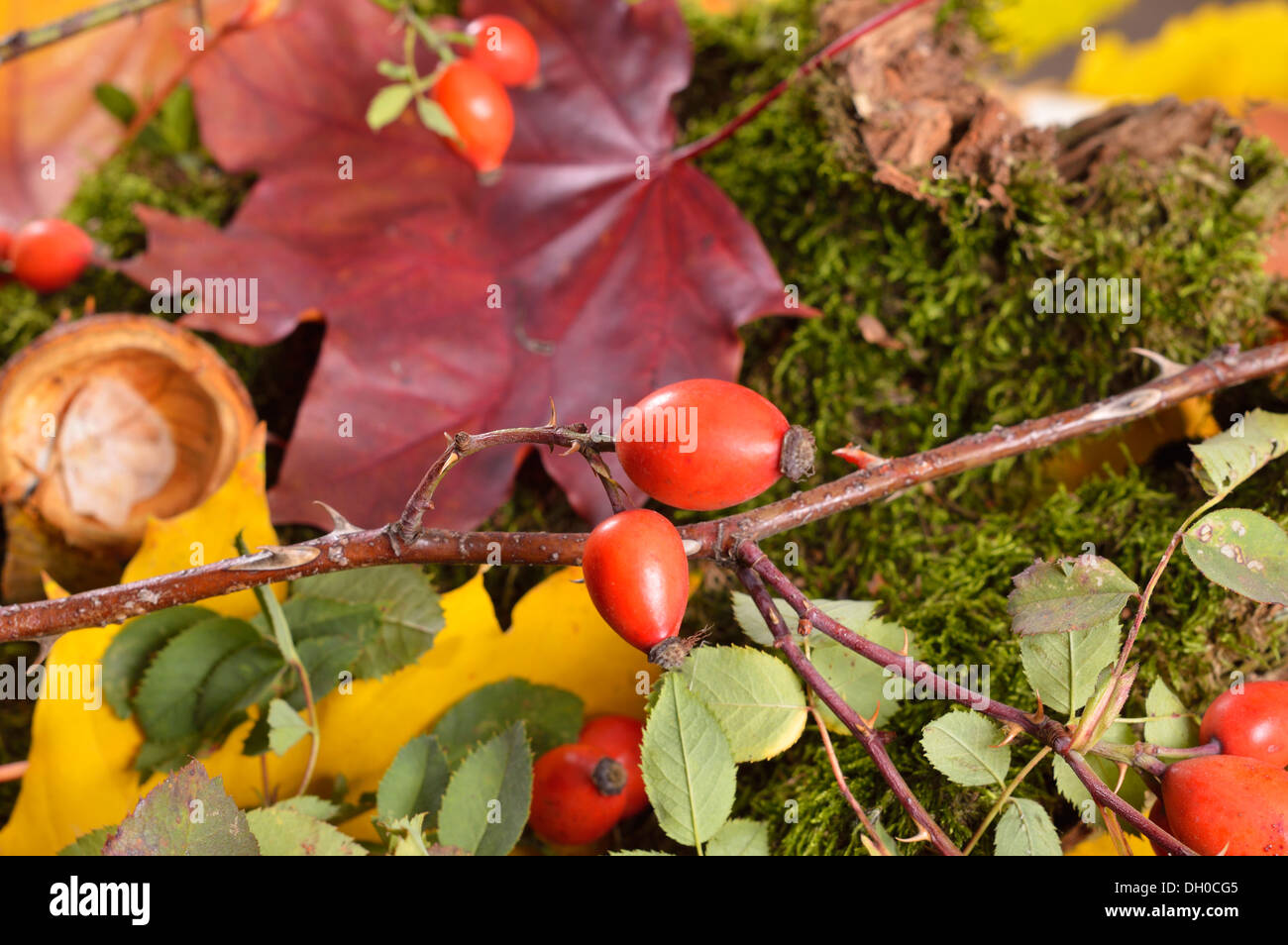 Autumn colors, bright autumn leaves and red berries of wild rose Stock ...