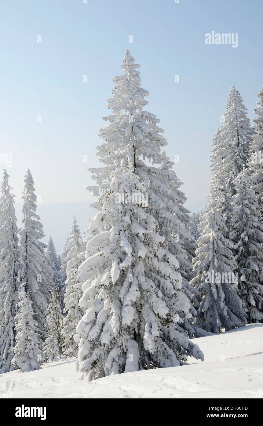 Snow-covered Spruce trees (Picea abies) in a winter landscape, near ...