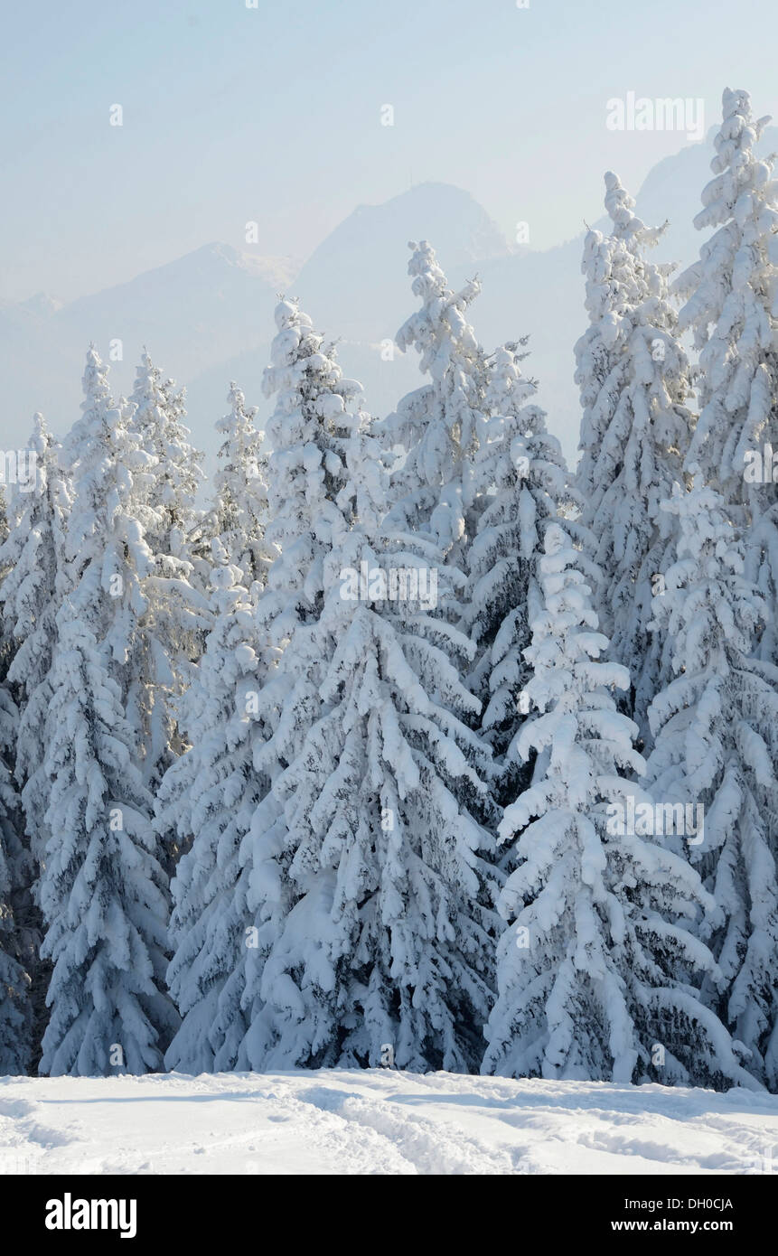 Snow-covered Spruce trees (Picea abies) in a winter landscape, near ...