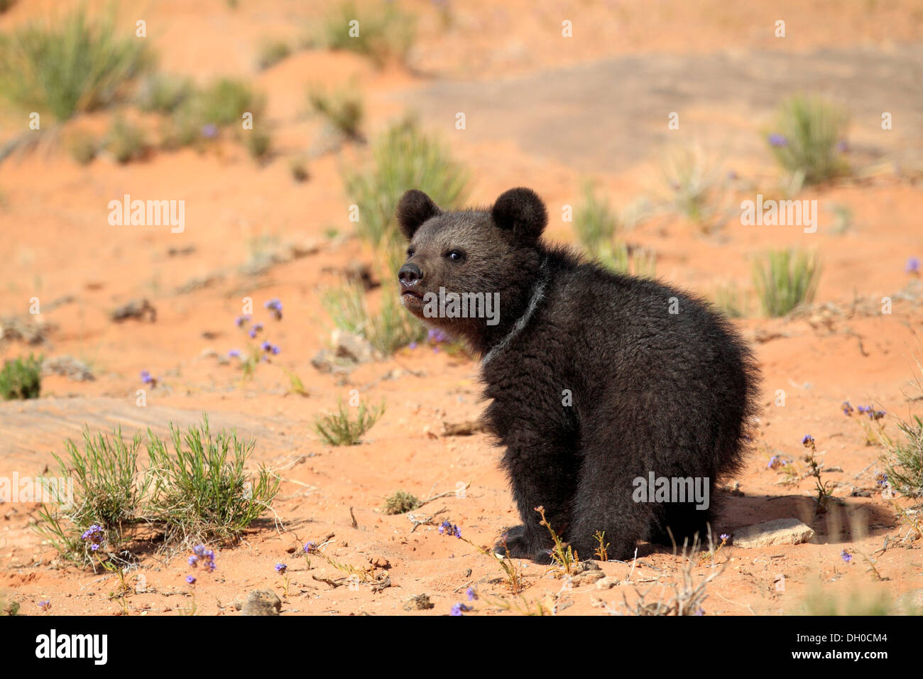 Grizzly Bear (Ursus arctos horribilis), cub, Utah, United States Stock ...