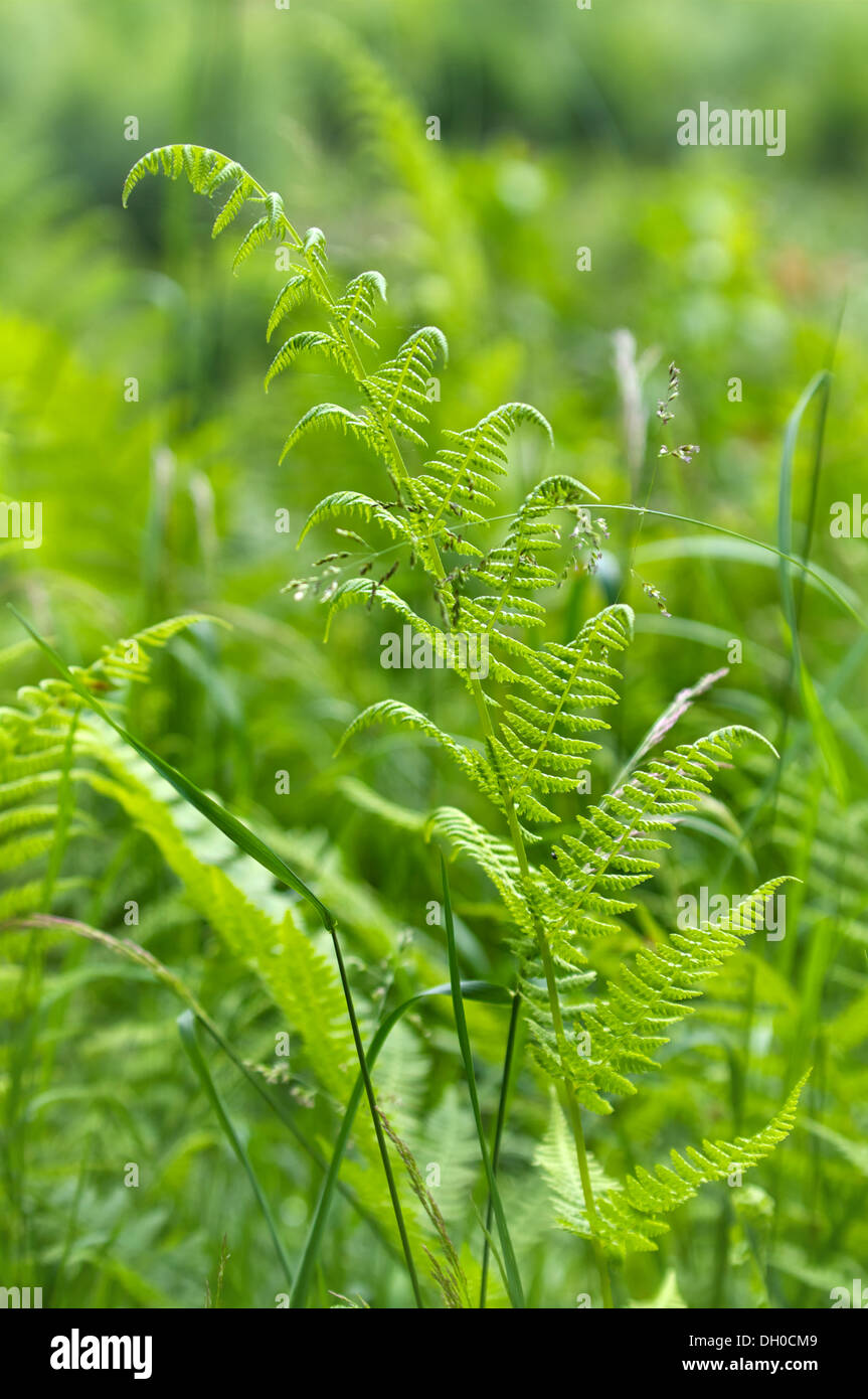 Green fern tree hi-res stock photography and images - Alamy