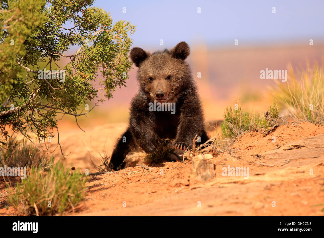 Grizzly Bear (Ursus arctos horribilis) ,cub, Utah, United States Stock ...