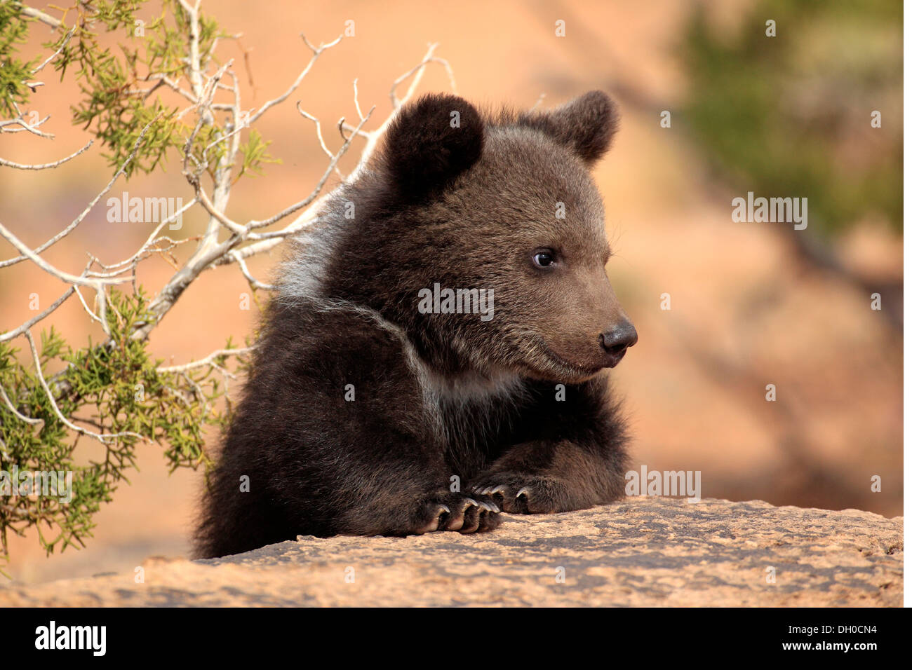 Single grizzly bear hi-res stock photography and images - Alamy