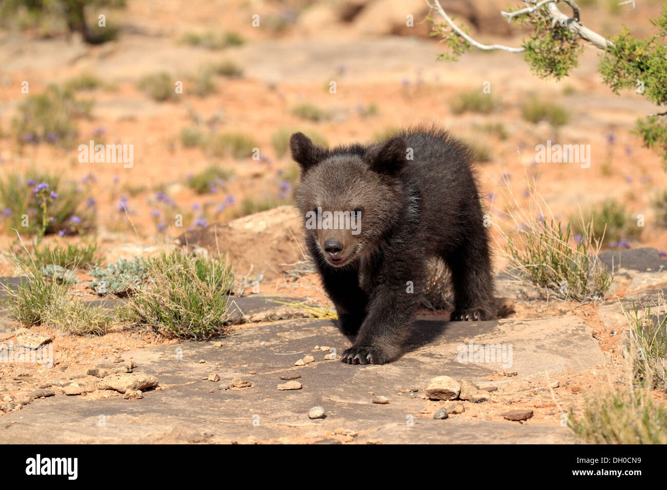 Grizzly Bear (Ursus arctos horribilis), cub, Utah, United States Stock ...