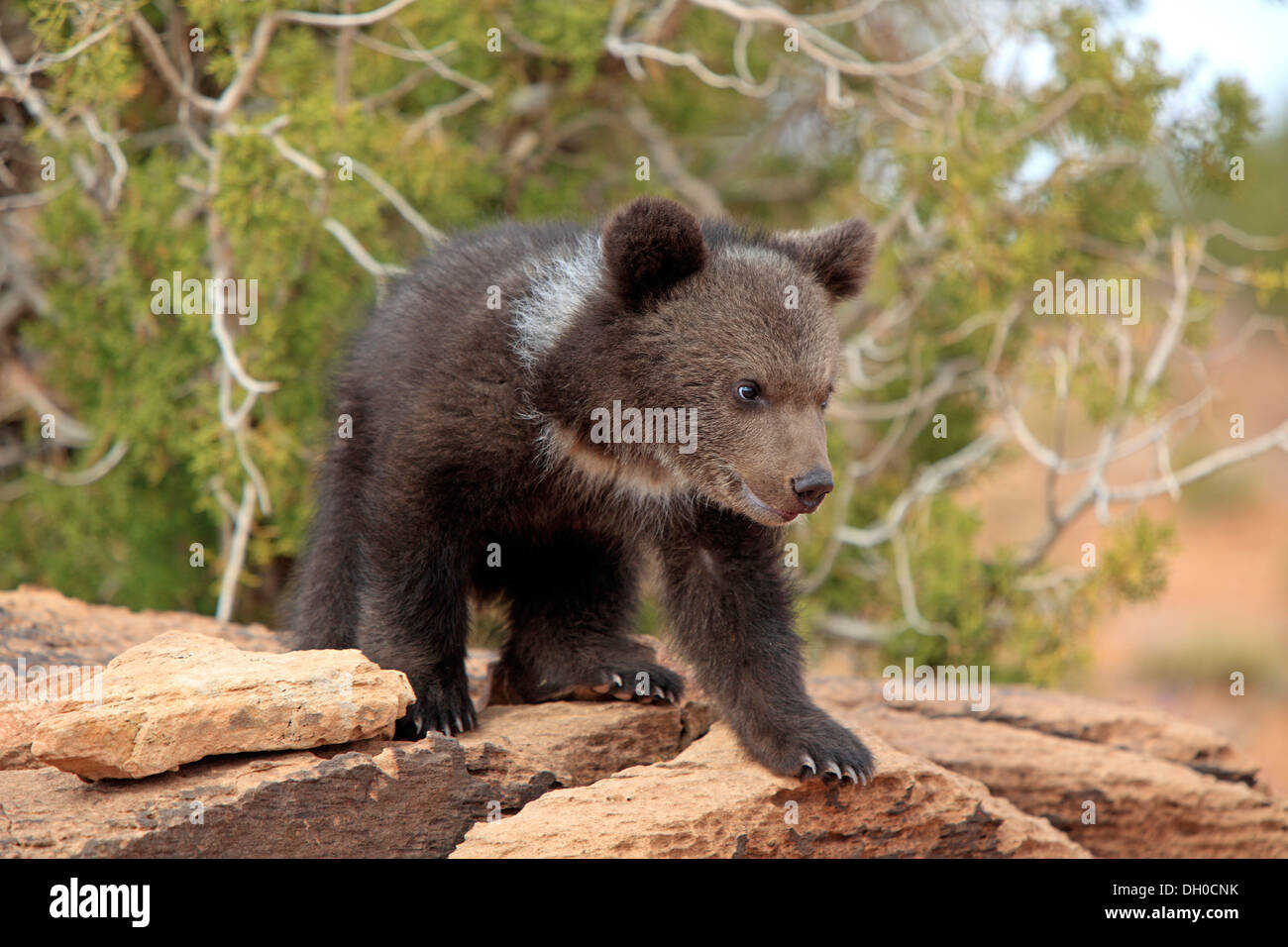 Grizzly bear monument valley utah hi-res stock photography and images ...