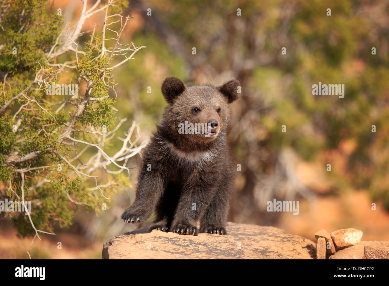 Grizzly Bear (Ursus arctos horribilis), cub, Utah, United States Stock ...