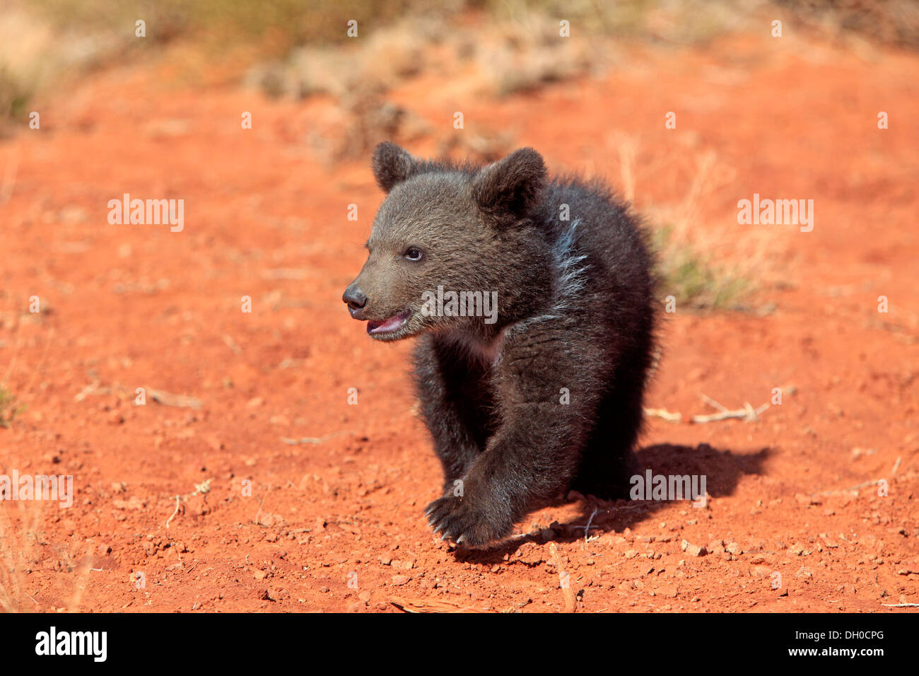 Grizzly Bear (Ursus arctos horribilis), cub, running, Utah, United ...