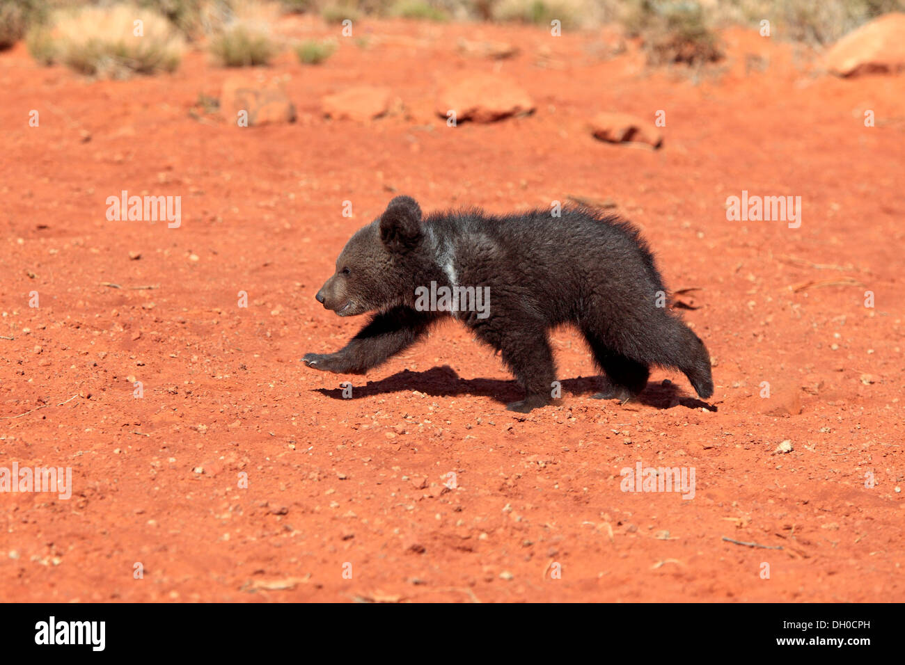 Running grizzly bear hi-res stock photography and images - Alamy