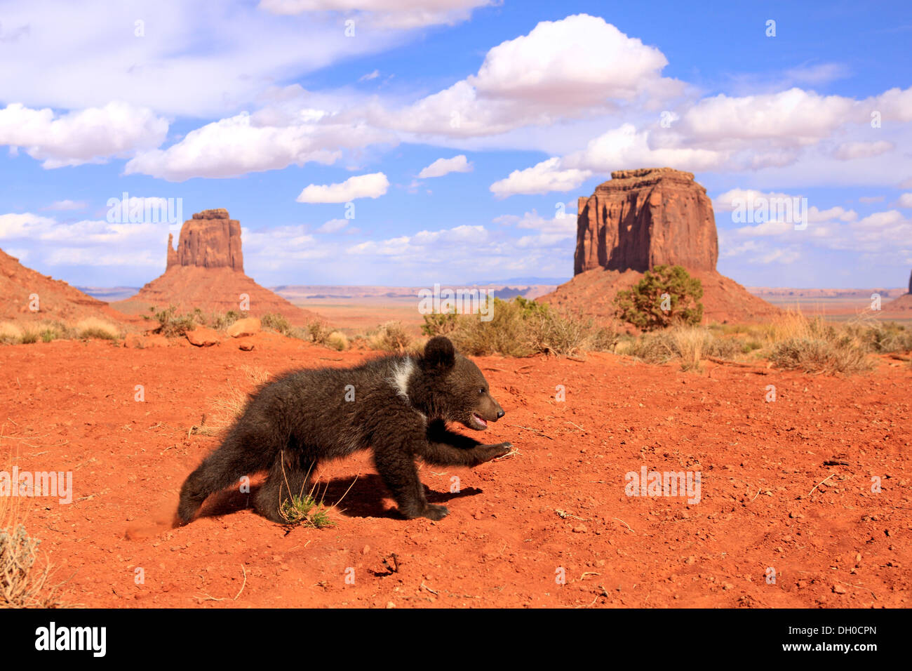 Grizzly Bear (Ursus arctos horribilis), cub, Utah, United States Stock ...