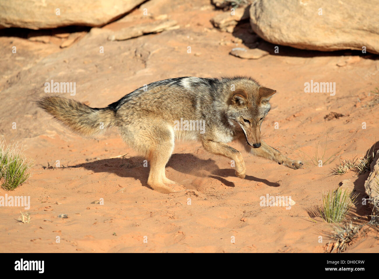 Coyote (Canis latrans) searching for food, Utah, United States Stock ...