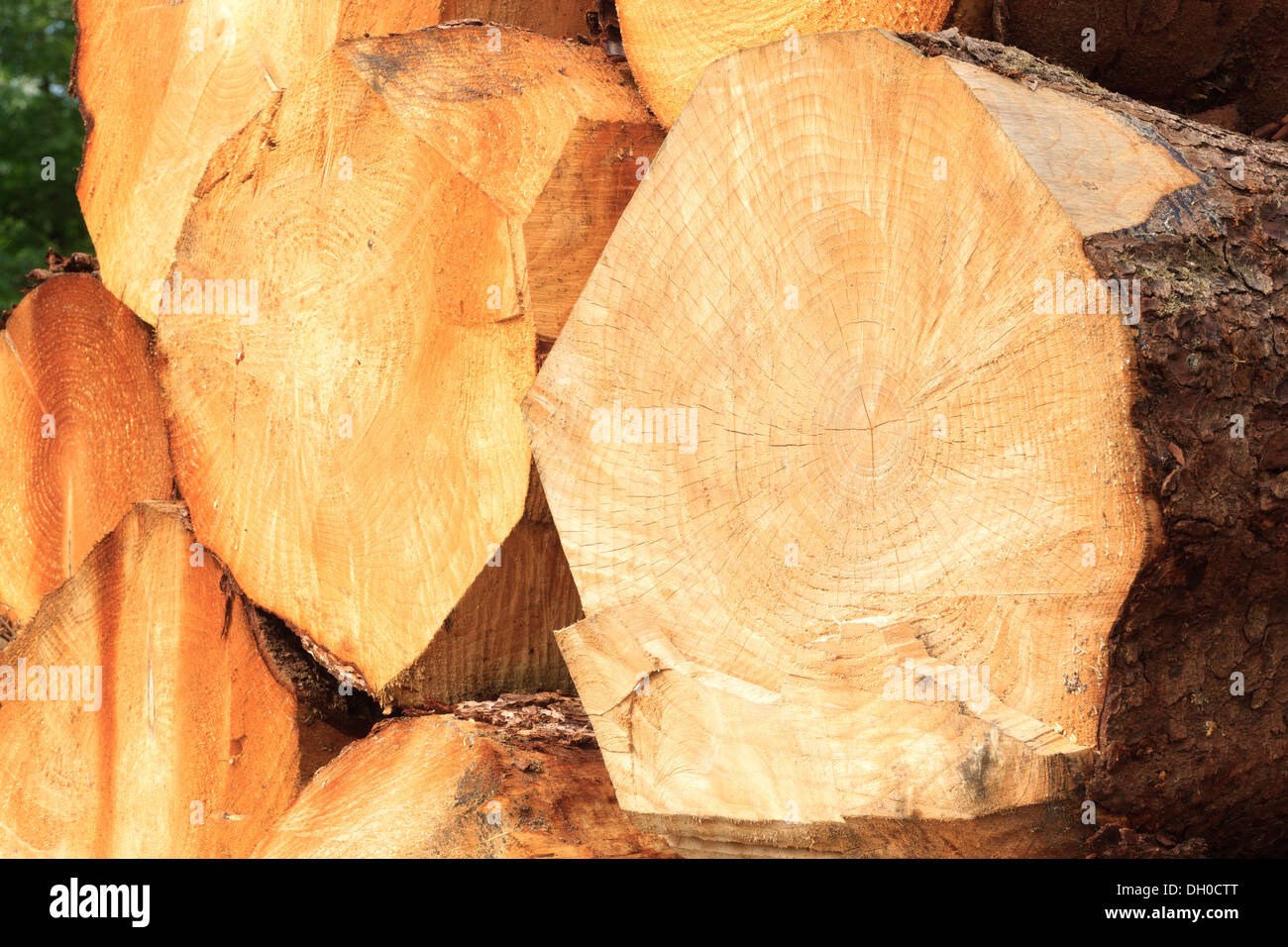 Timber stack Timber Harvesting Pembrokeshire Wales Stock Photo - Alamy