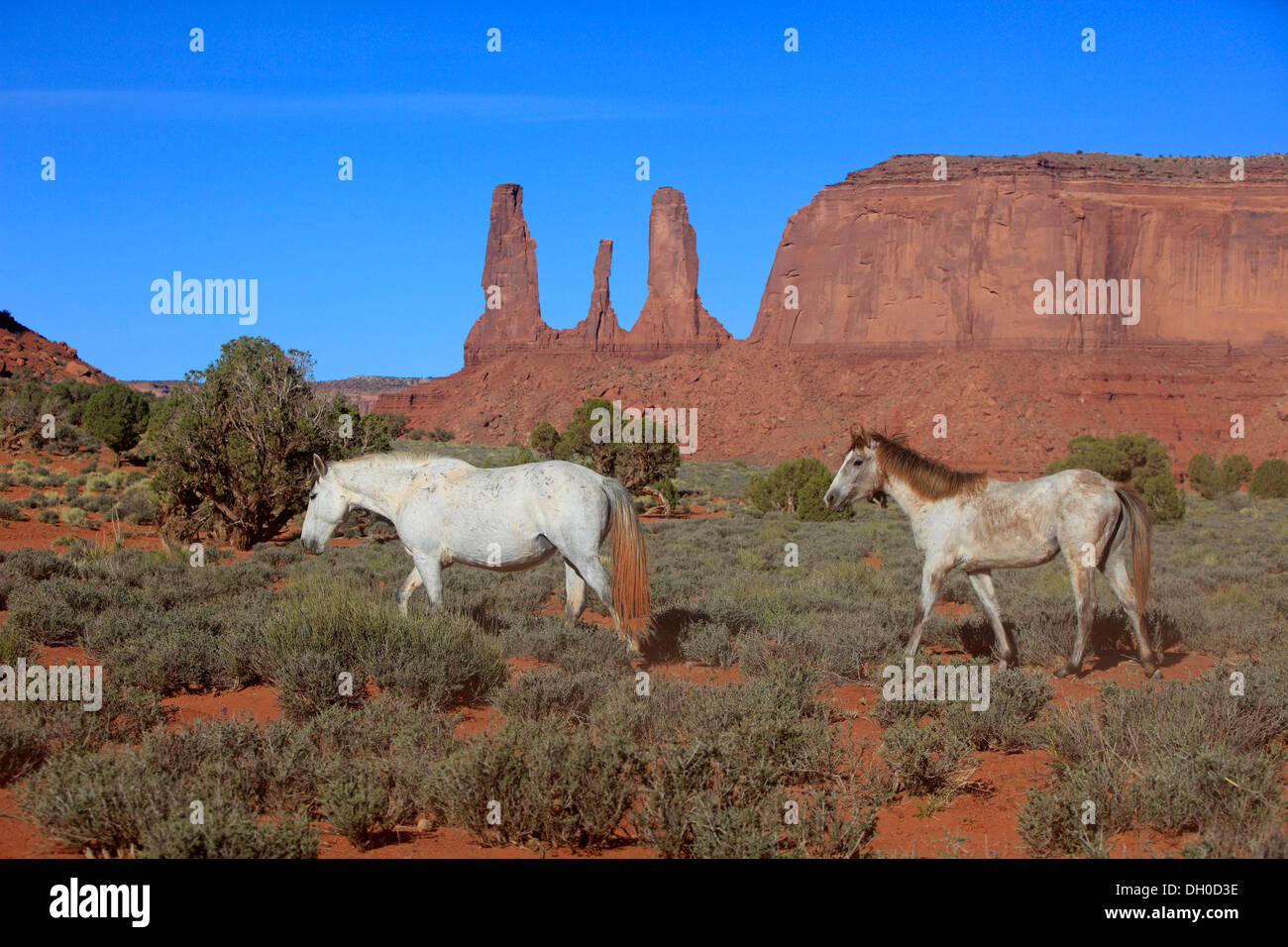 Mustangs, Monument Valley, Utah, United States Stock Photo - Alamy