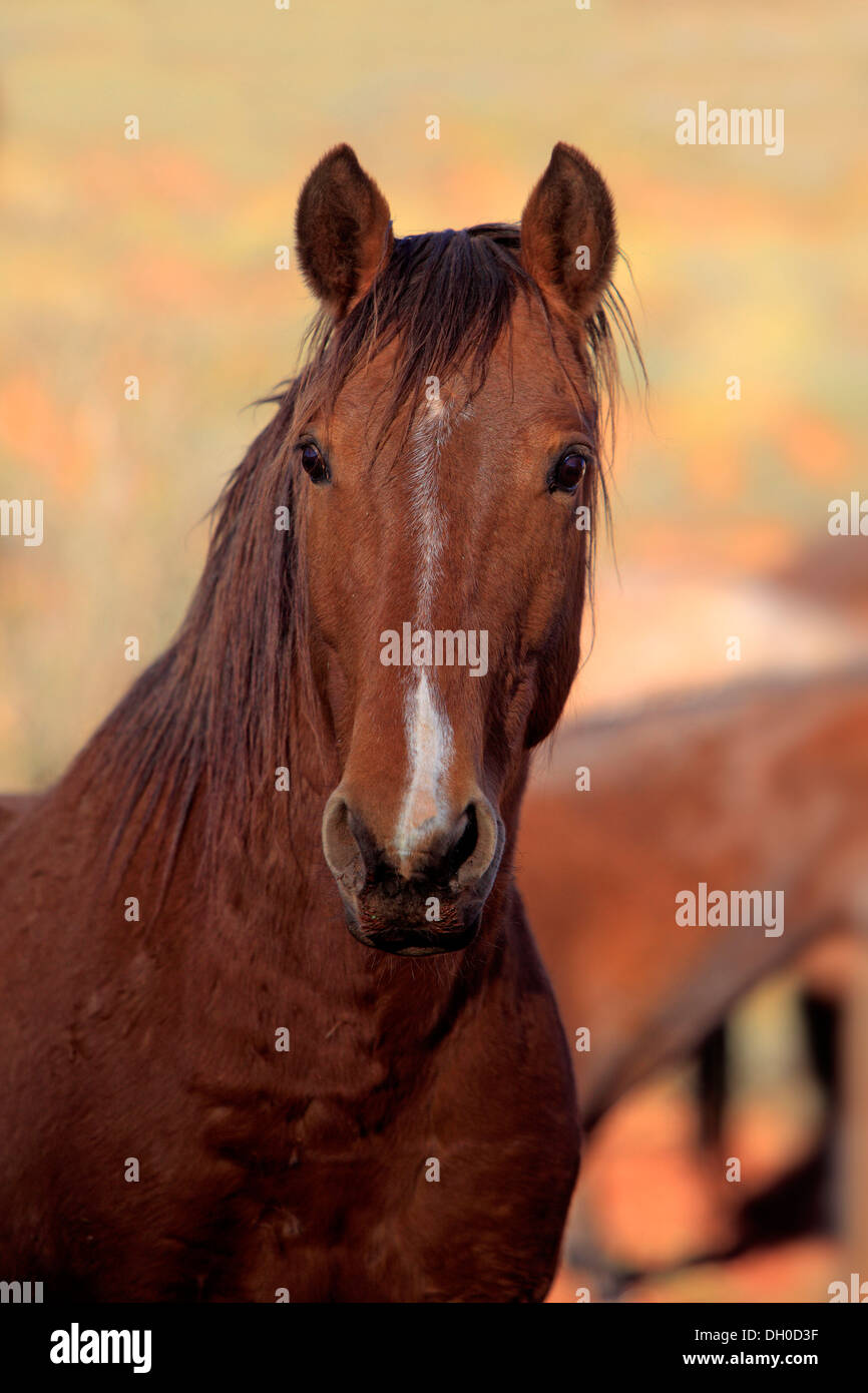 Mustang, portrait, Utah, United States Stock Photo - Alamy