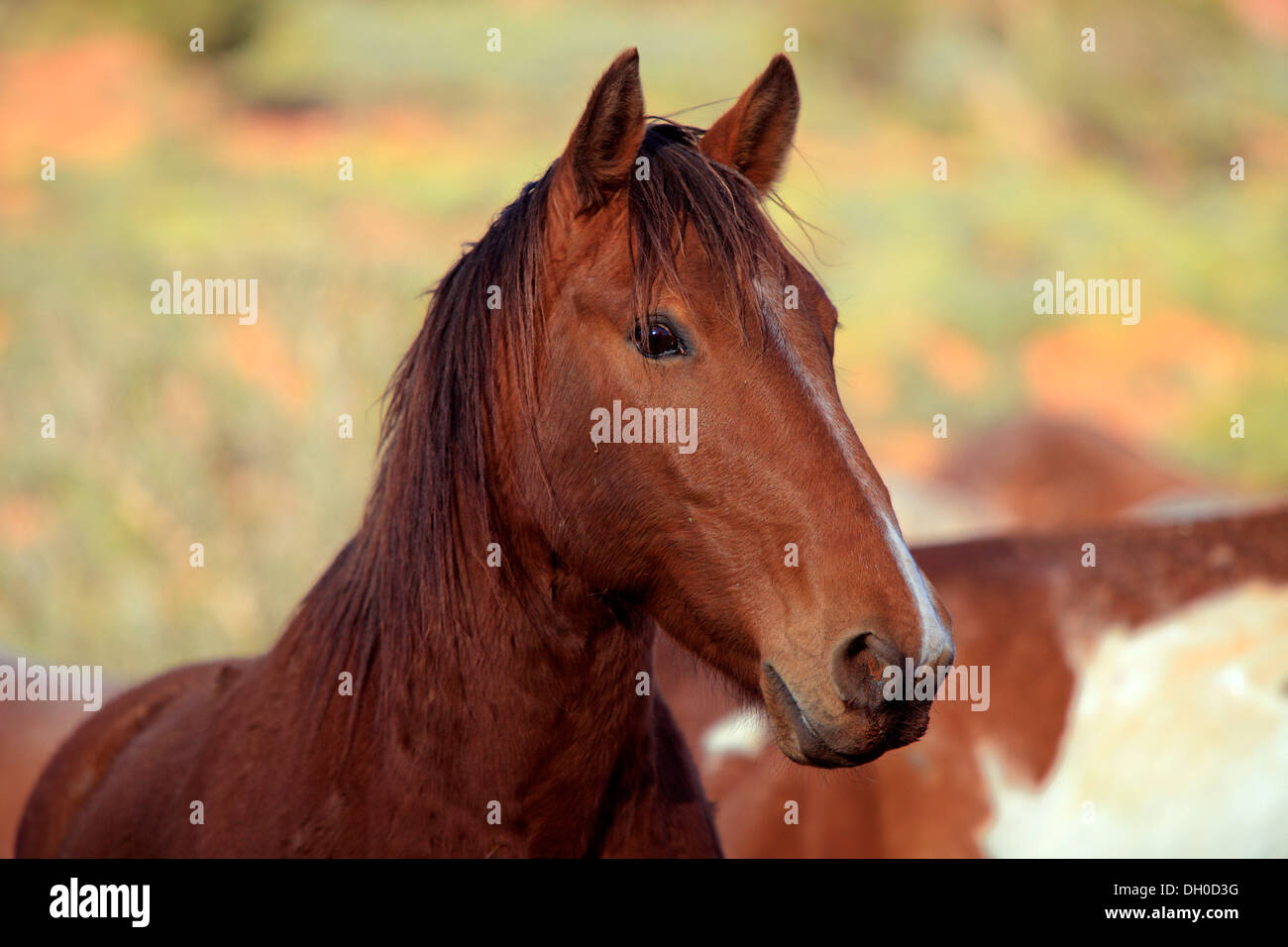 Mustang, portrait, Utah, United States Stock Photo - Alamy