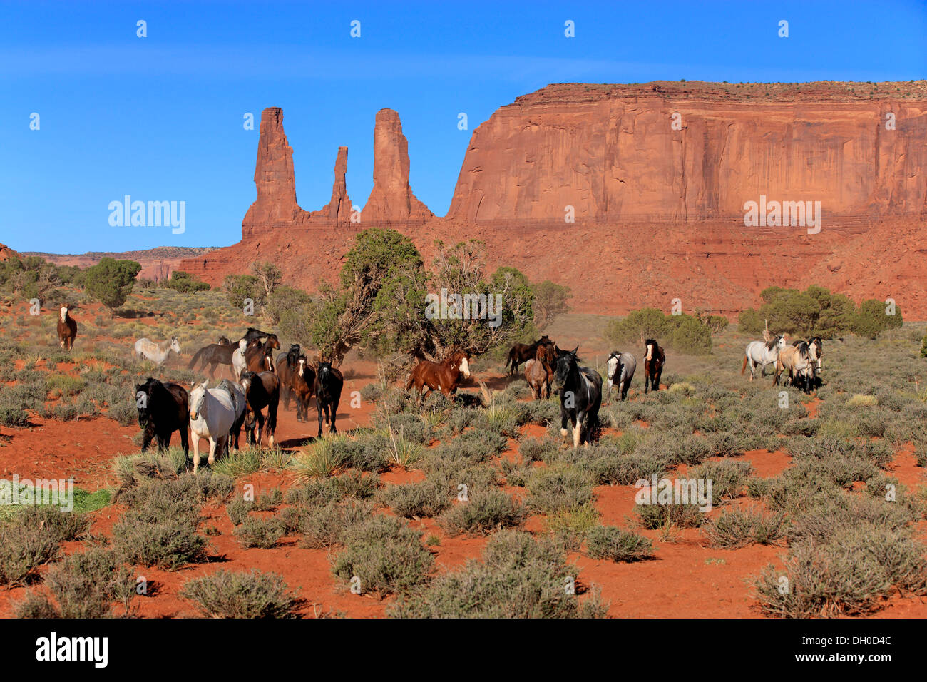 Mustangs herd running hi-res stock photography and images - Alamy