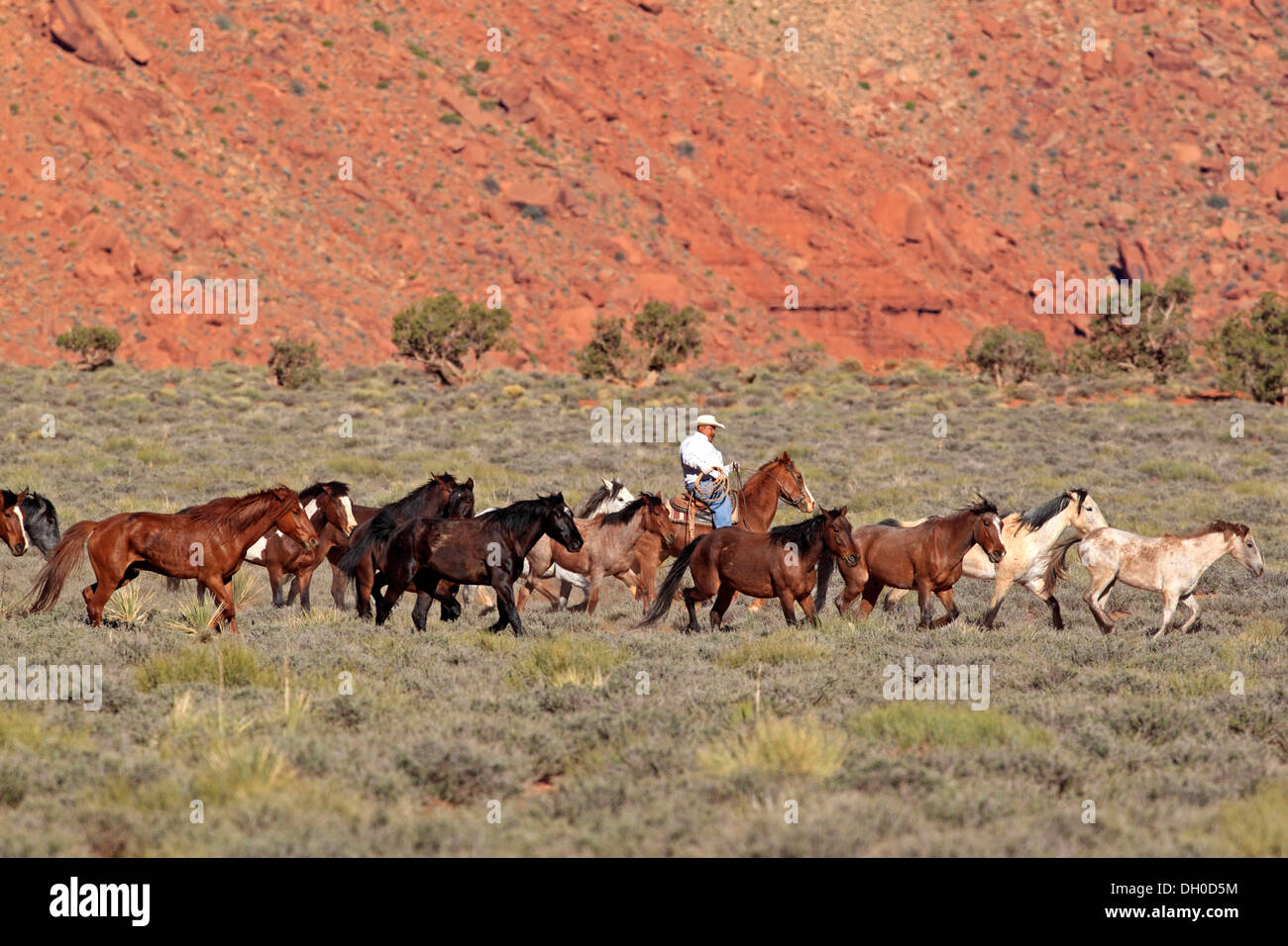 Navajo cowboy with Mustangs, Utah, United States Stock Photo - Alamy