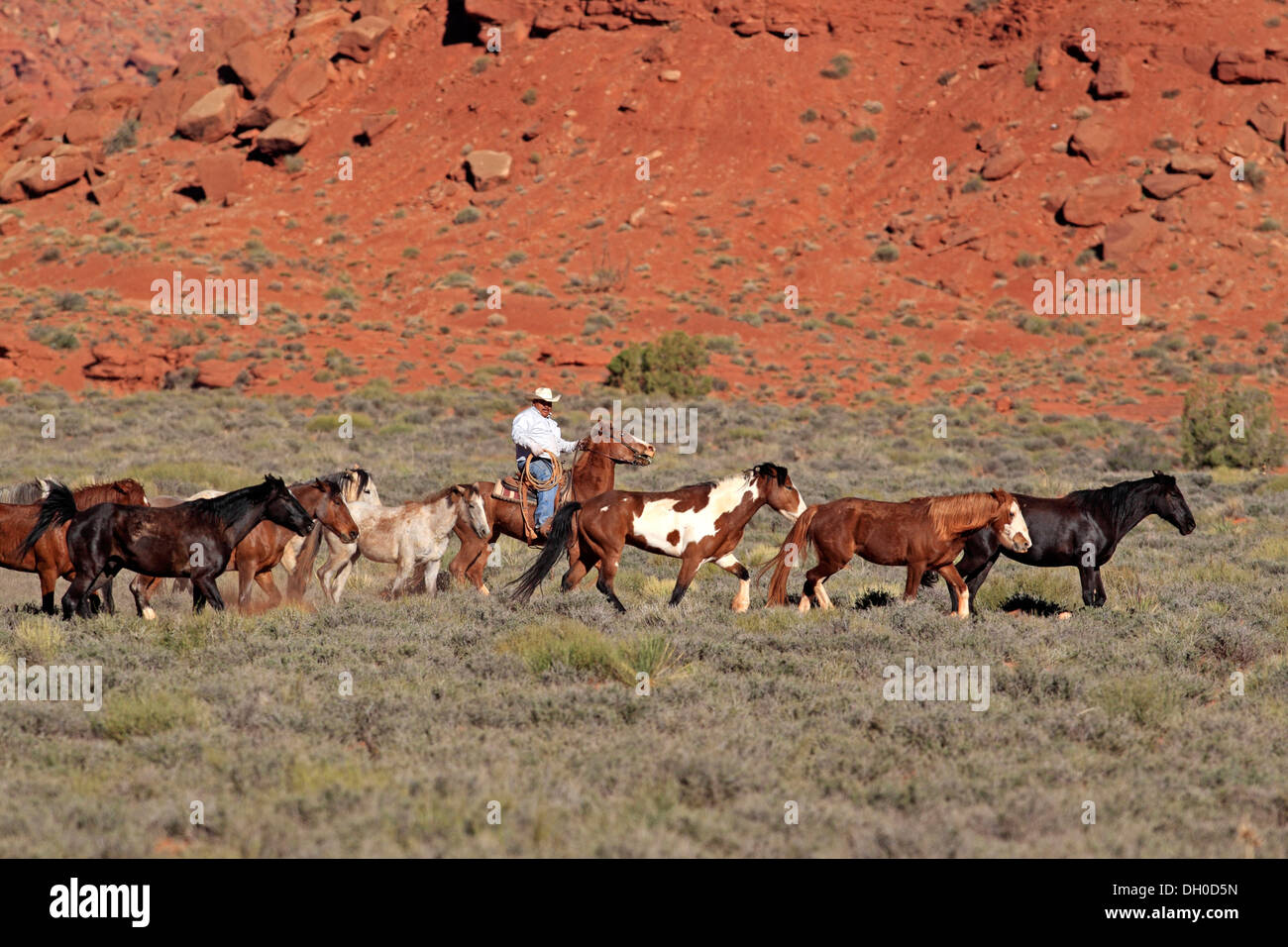 Navajo cowboy with Mustangs, Utah, United States Stock Photo - Alamy