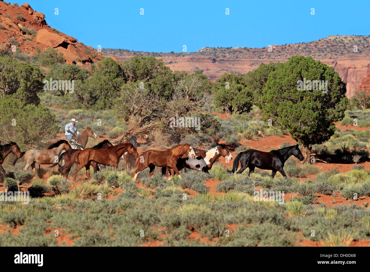 Navajo cowboy with Mustangs, Utah, United States Stock Photo - Alamy