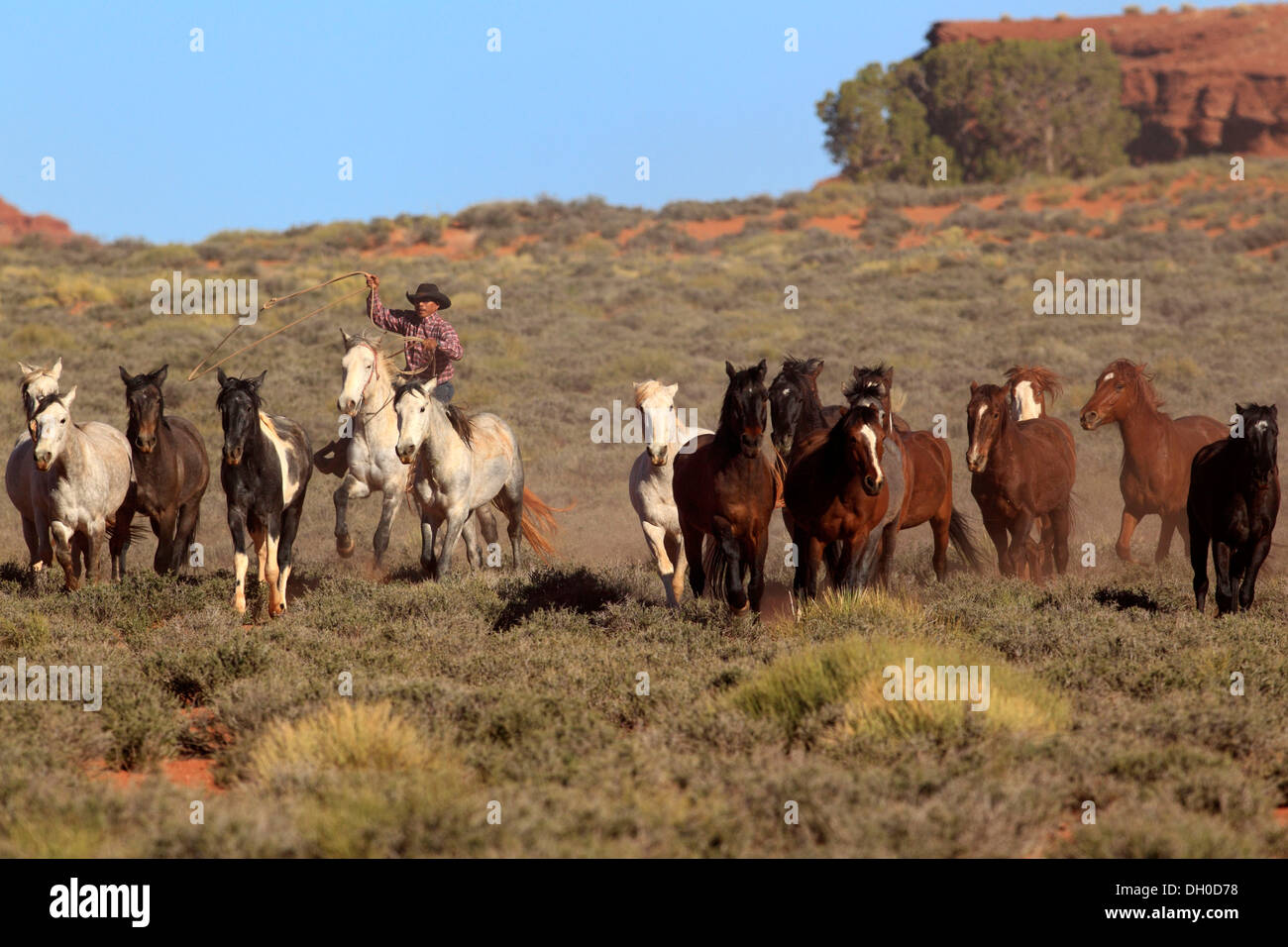 Wild mustang north america hi-res stock photography and images - Alamy