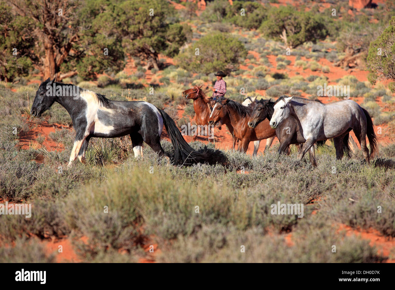Navajo cowboy with Mustangs, Utah, United States Stock Photo - Alamy