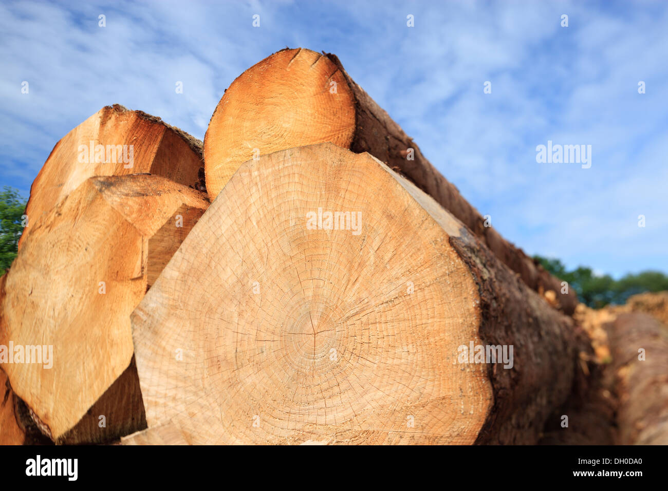 Timber stack Timber Harvesting Pembrokeshire Wales Stock Photo - Alamy