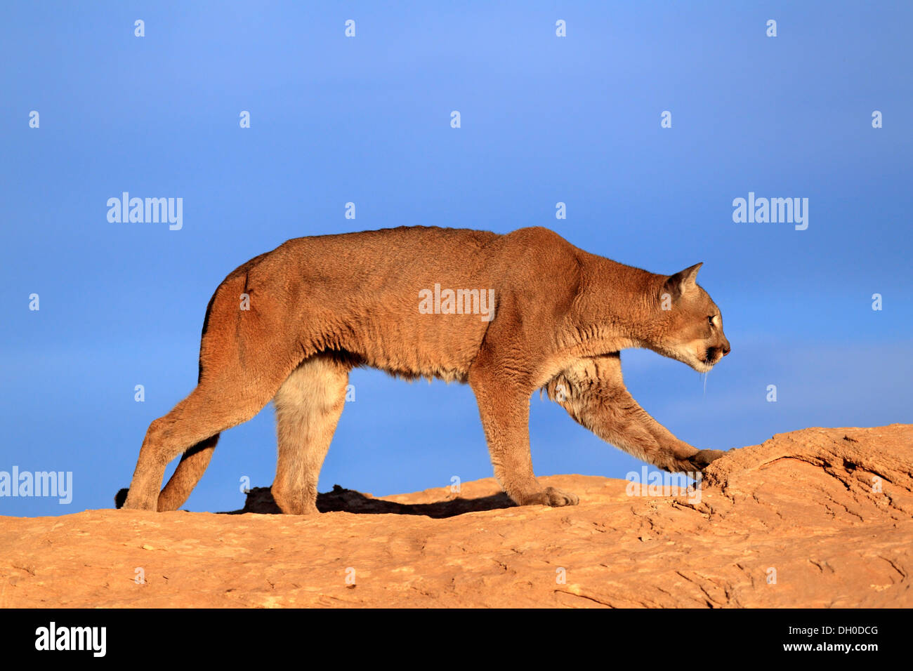 Cougar, Puma or Mountain Lion (Puma concolor), searching for prey ...