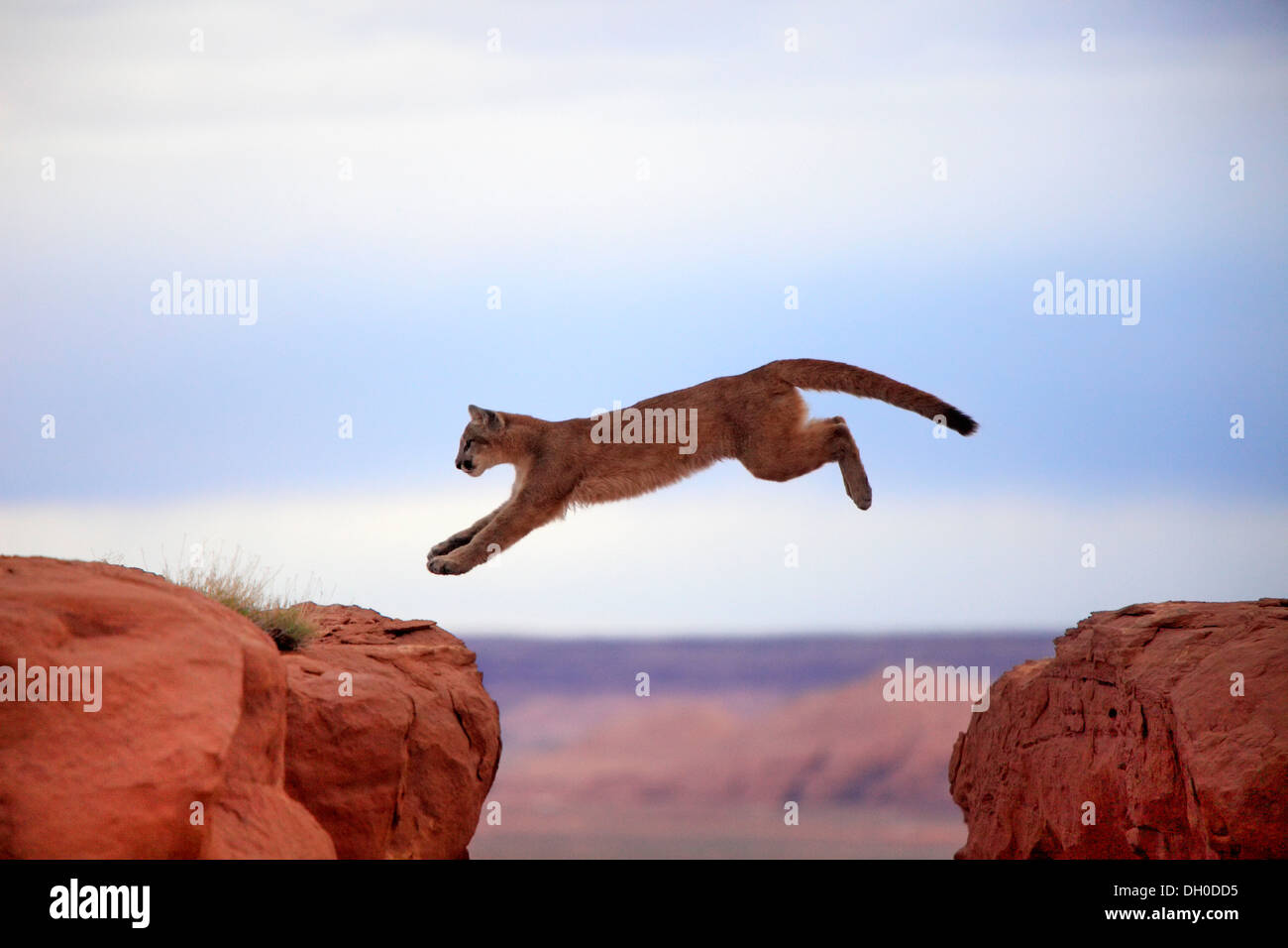 Cougar, Puma or Mountain Lion (Puma concolor), adult, jumping, captive ...