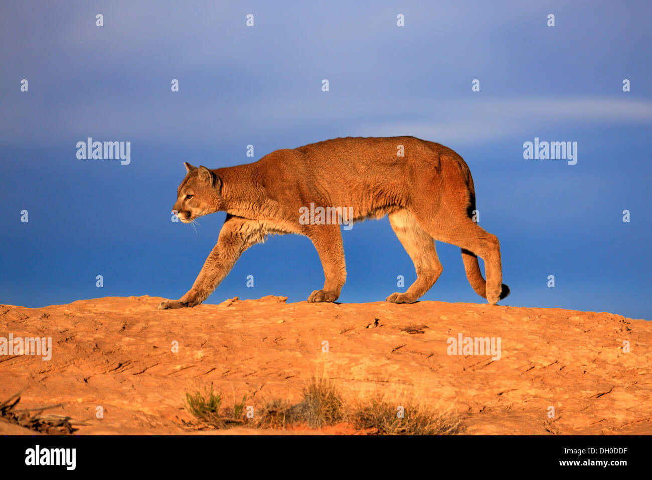 Cougar, Puma or Mountain Lion (Puma concolor), searching for prey ...