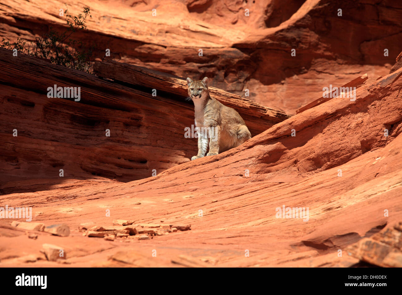 Cougars on rocks hi-res stock photography and images - Alamy