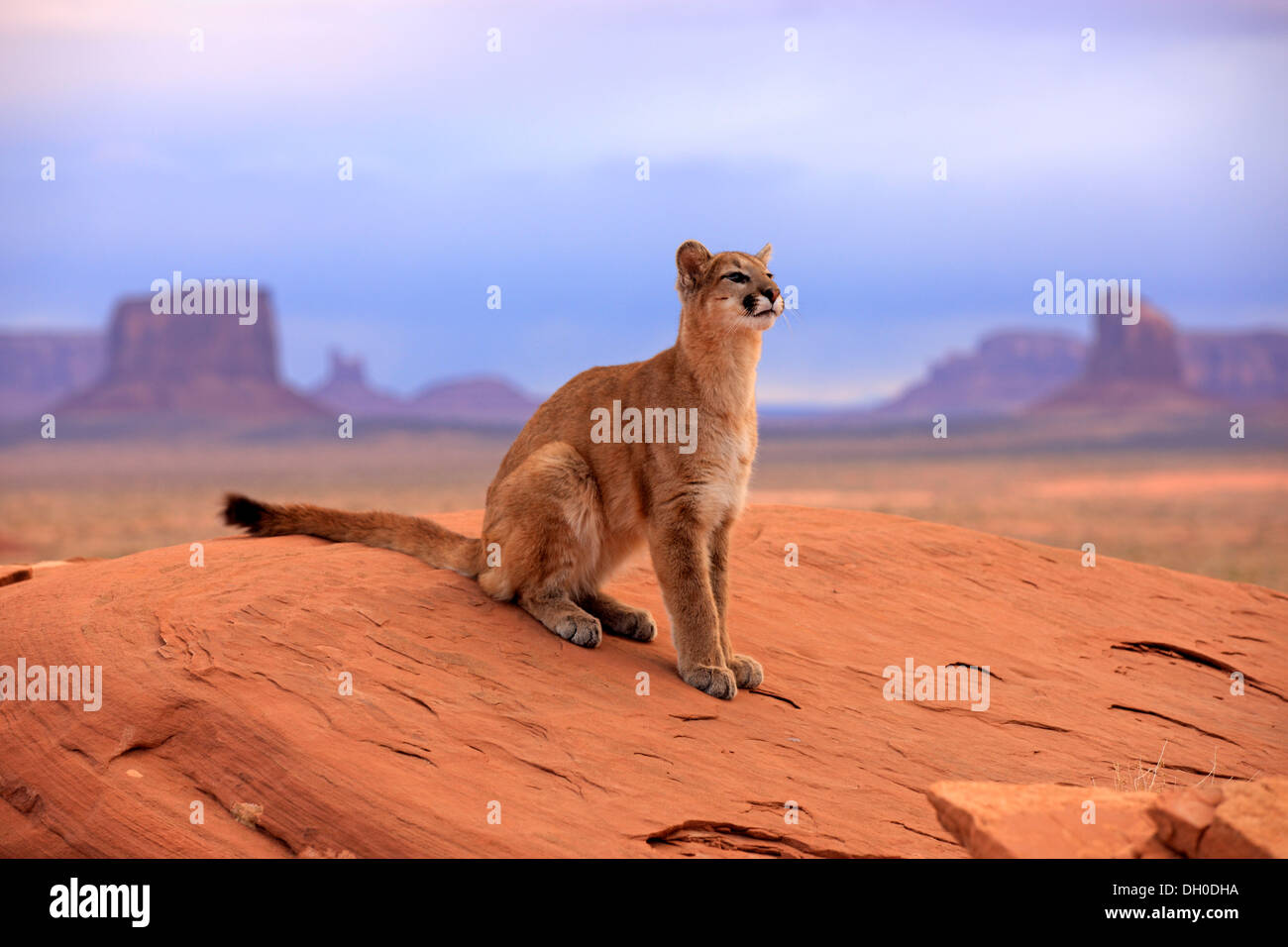 Puma, Cougar or Mountain Lion (Puma concolor) sitting on a rock, adult ...