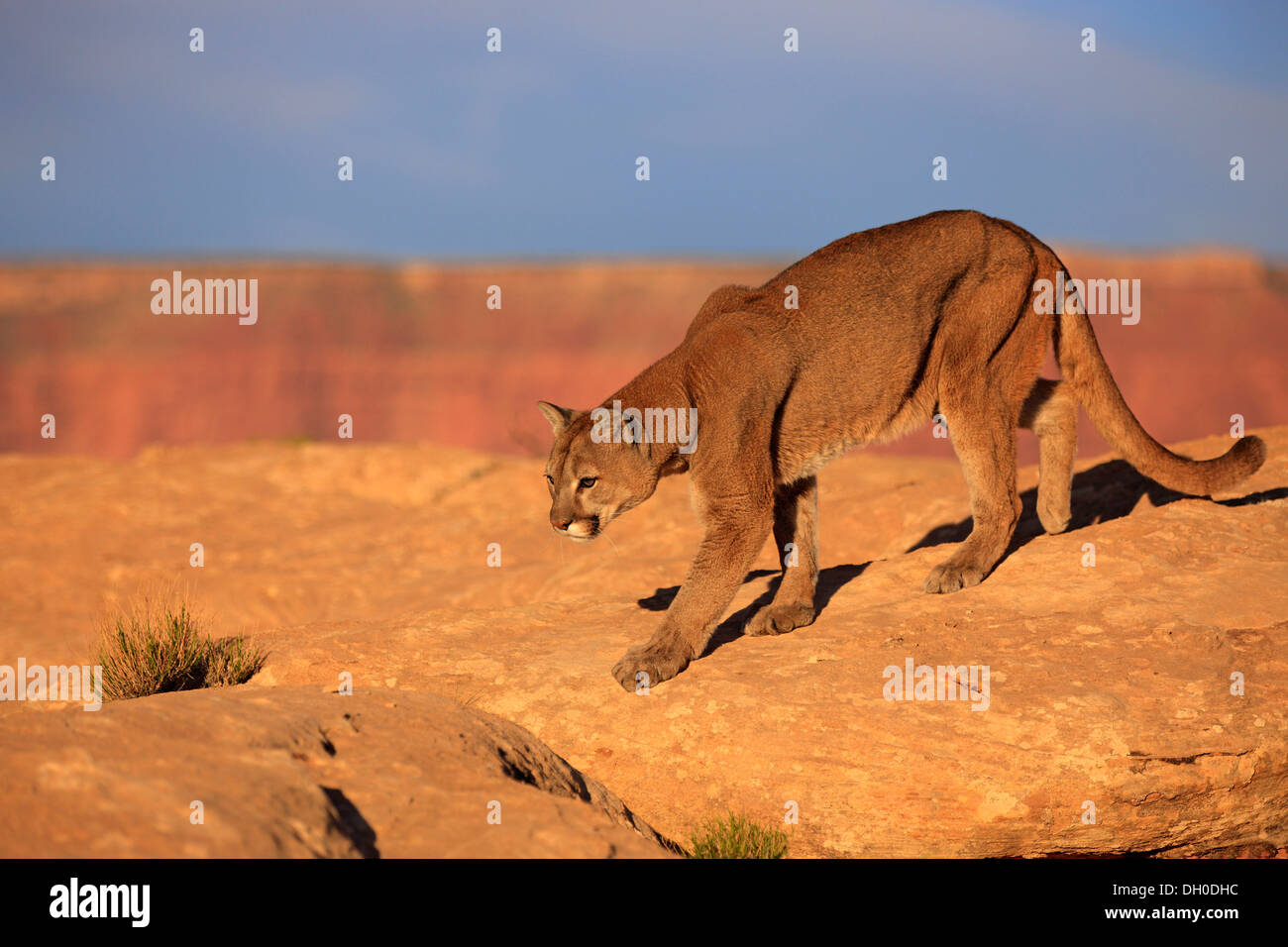 Lion sneaking hi-res stock photography and images - Alamy