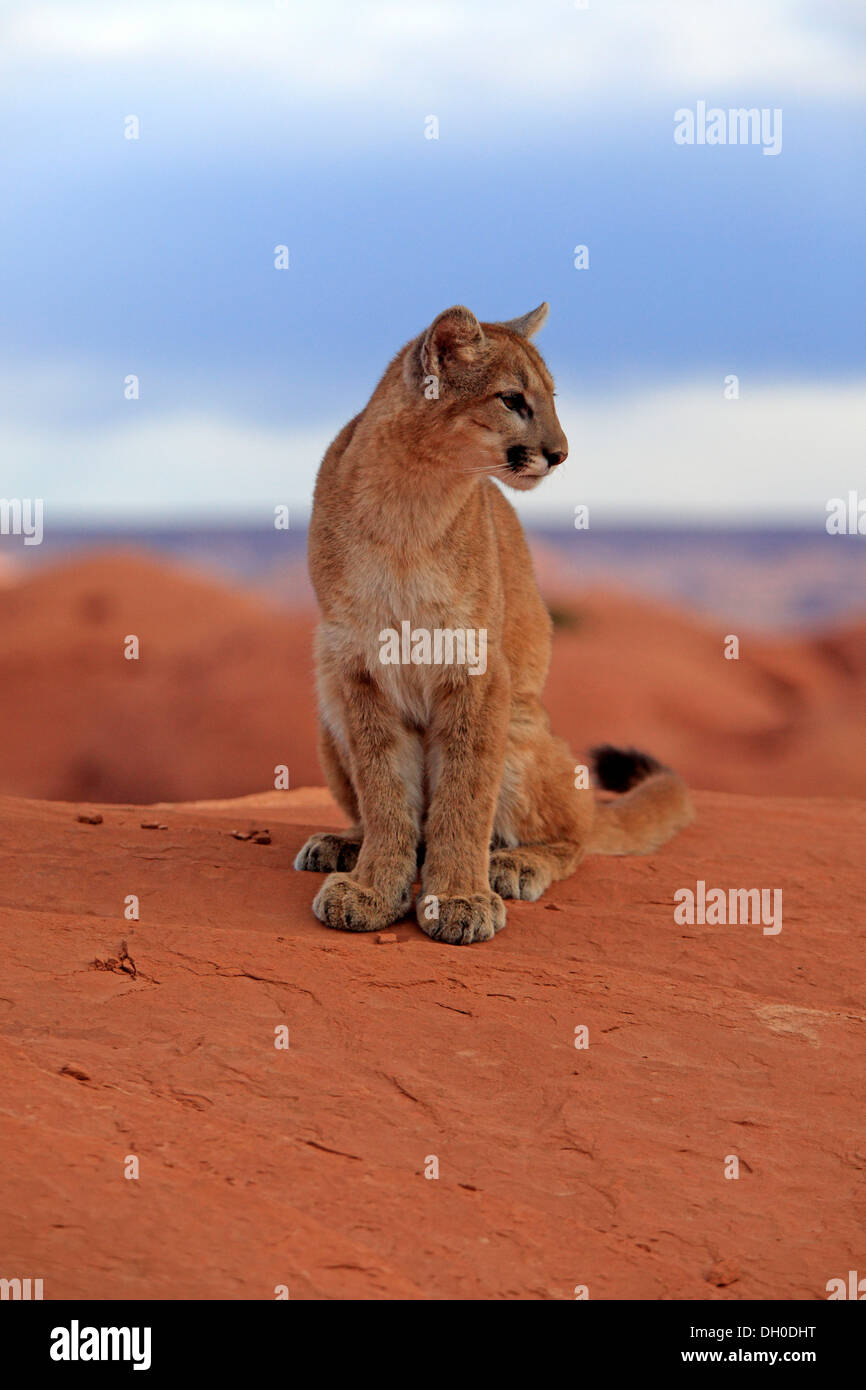 Cougars on rocks hi-res stock photography and images - Alamy