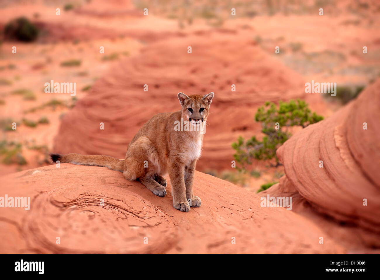 Puma, Cougar or Mountain Lion (Puma concolor) sitting on a rock, adult ...