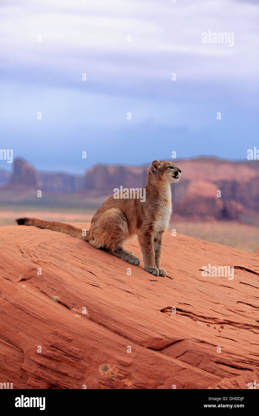 Puma, Cougar or Mountain Lion (Puma concolor) sitting on a rock, adult ...