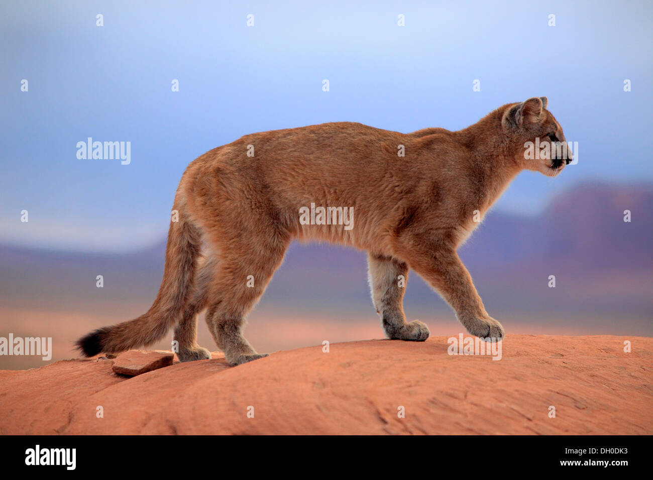 Cougars on rocks hi-res stock photography and images - Alamy