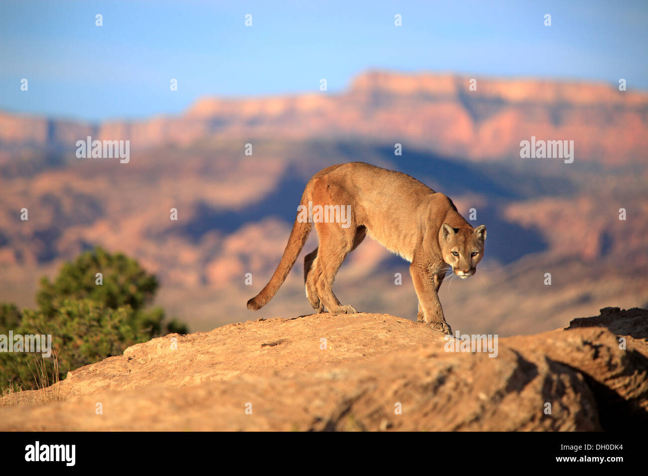 Cougar, Puma or Mountain Lion (Puma concolor), searching for prey ...
