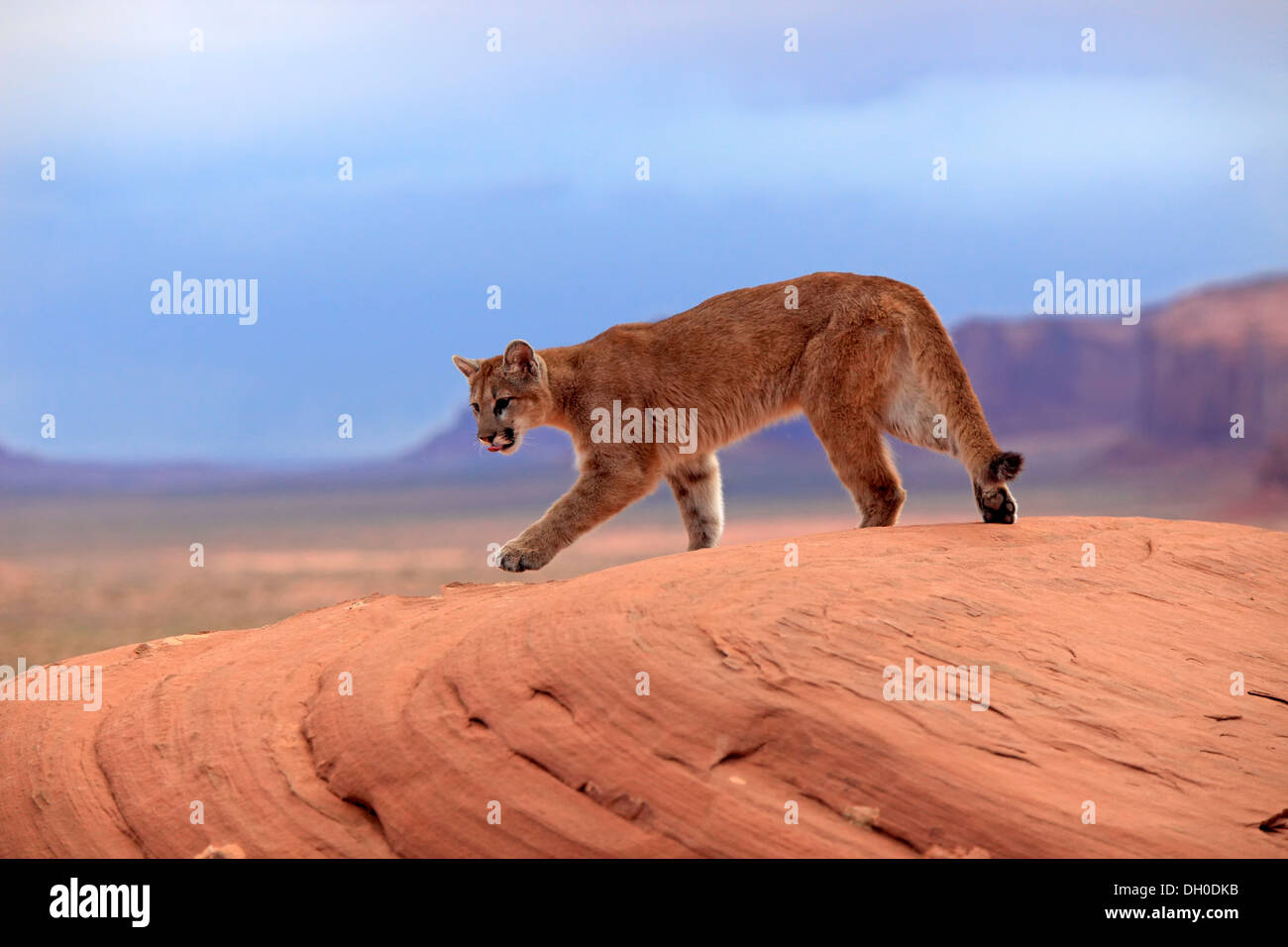 Puma, Cougar or Mountain Lion (Puma concolor) standing on a rock, adult ...