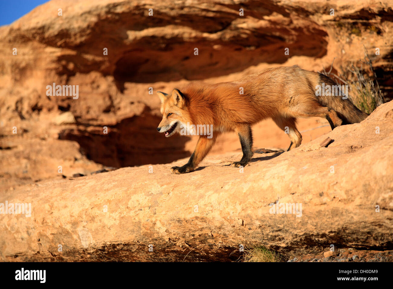 Red Fox (Vulpes vulpes) adult, in canyon, captive, Monument Valley ...