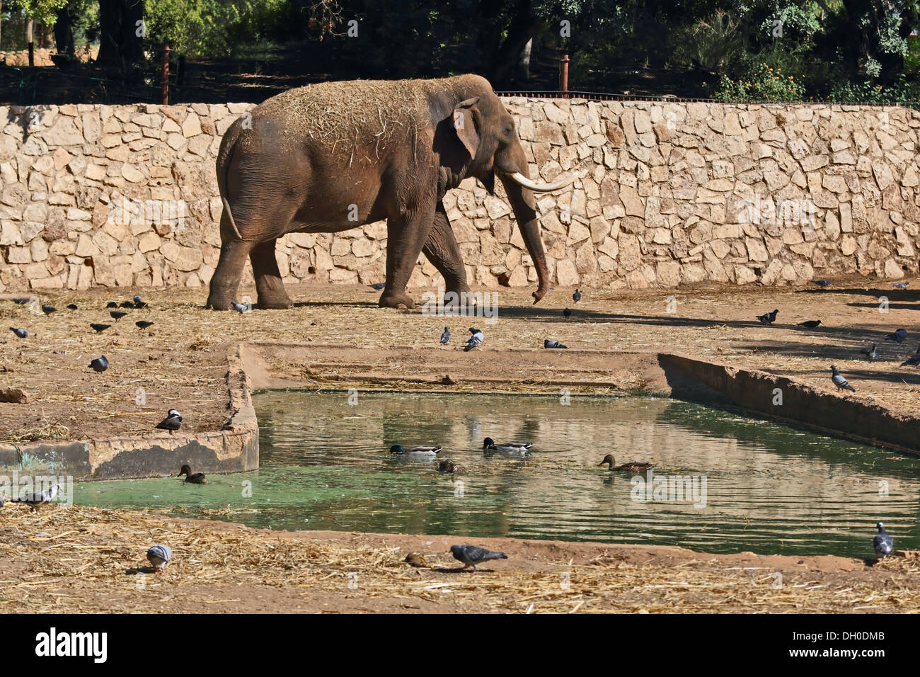 A huge beautiful elephant Stock Photo - Alamy