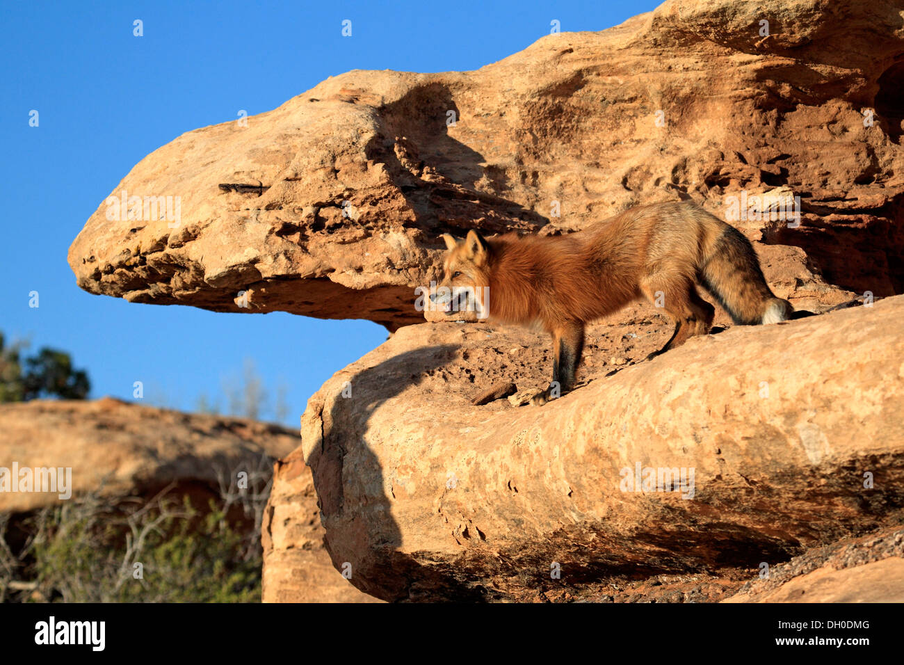 Red Fox (Vulpes vulpes), adult, alert, in canyon, captive, Monument ...