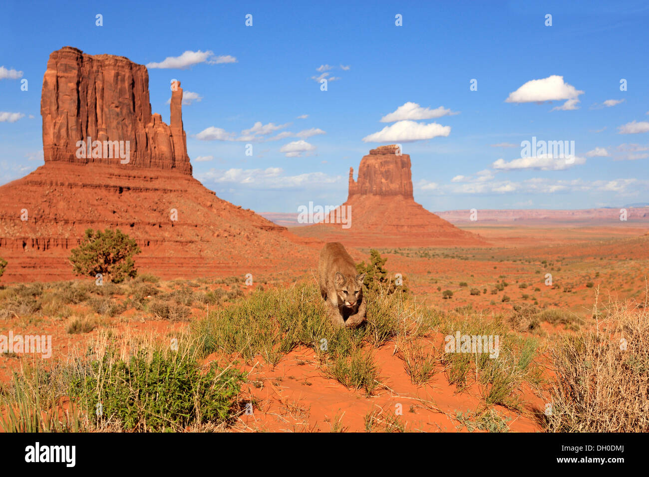 Puma, Cougar or Mountain Lion (Puma concolor), adult, searching for ...