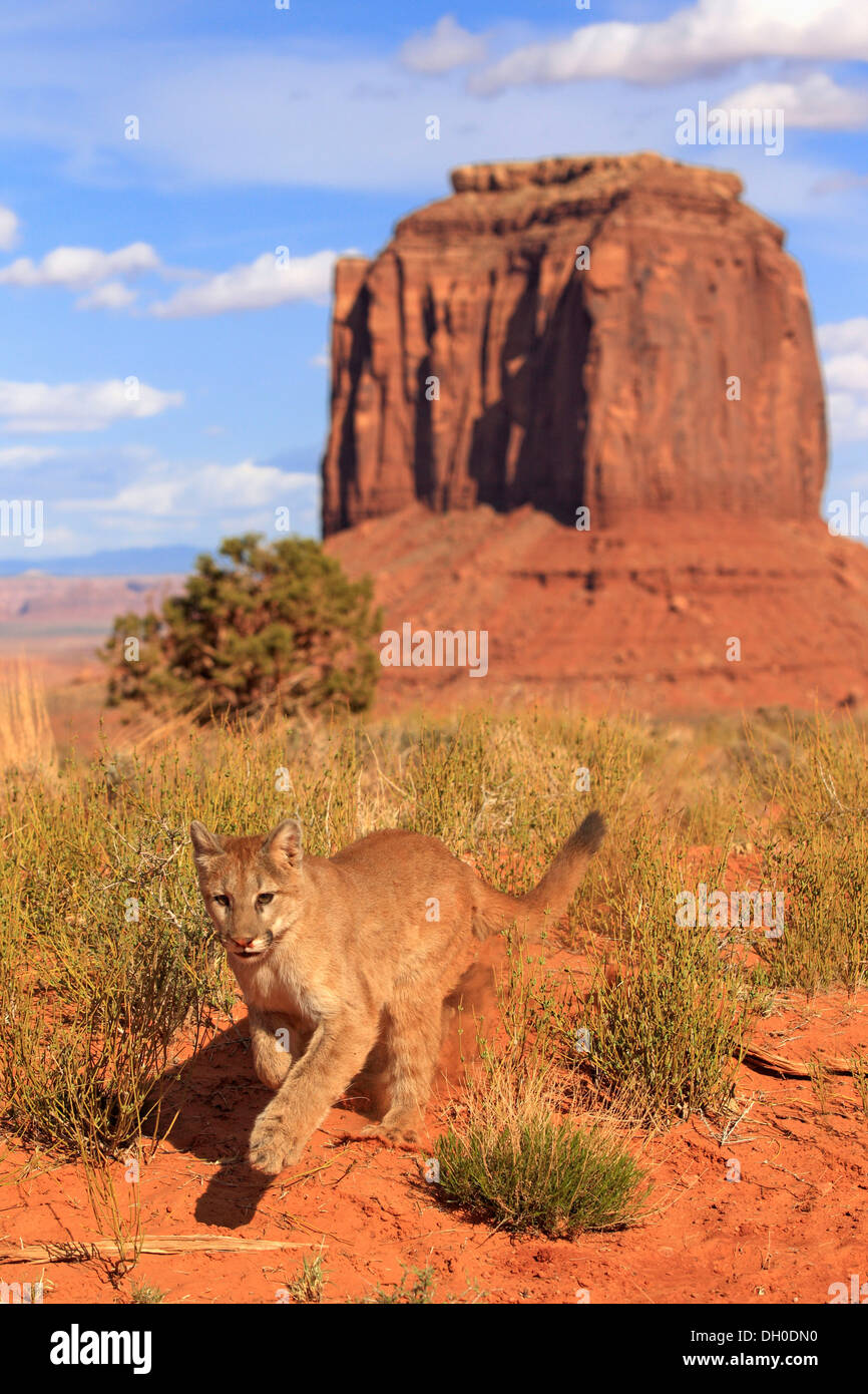 Puma, Cougar or Mountain Lion (Puma concolor), adult, running, captive ...