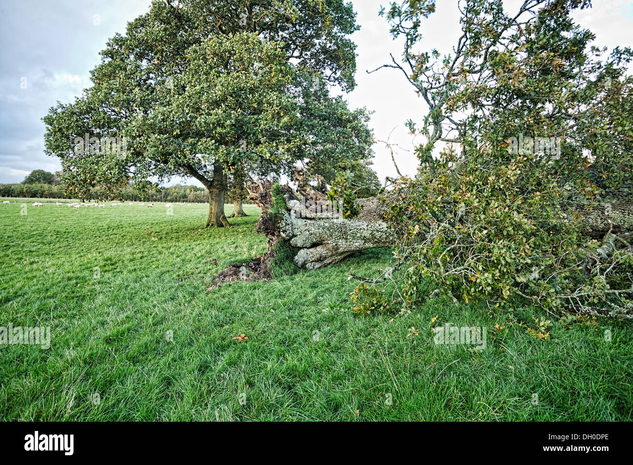 Wind swept trees hi-res stock photography and images - Alamy