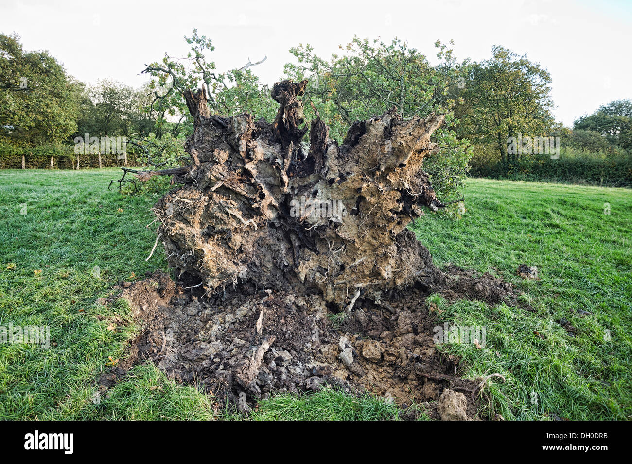 Wind swept trees hi-res stock photography and images - Alamy